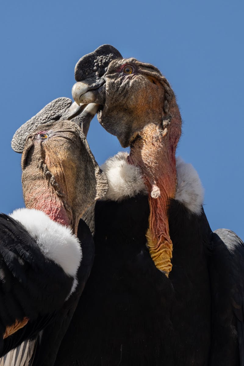 Condor Bird Photos, Download The BEST Free Condor Bird Stock Photos ...