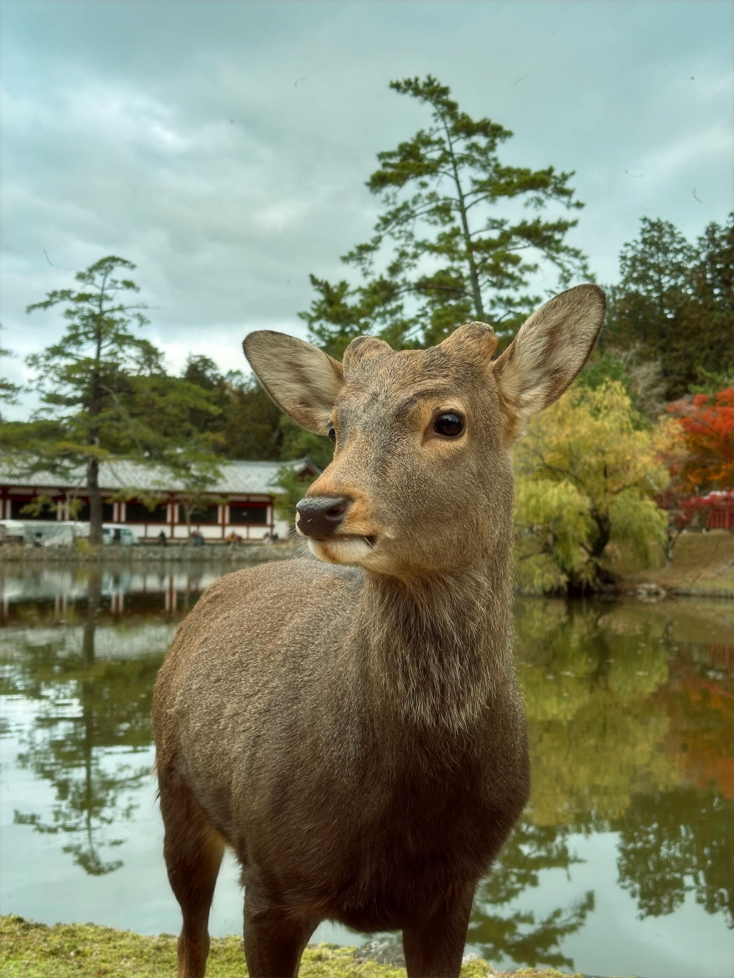 Dil Photo Photos, Download The BEST Free Dil Photo Stock Photos & HD Images