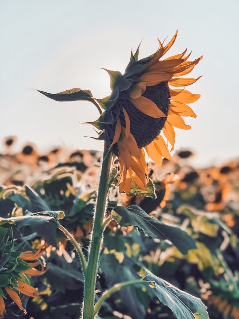 Roj Flower Photos, Download The BEST Free Roj Flower Stock Photos & HD ...