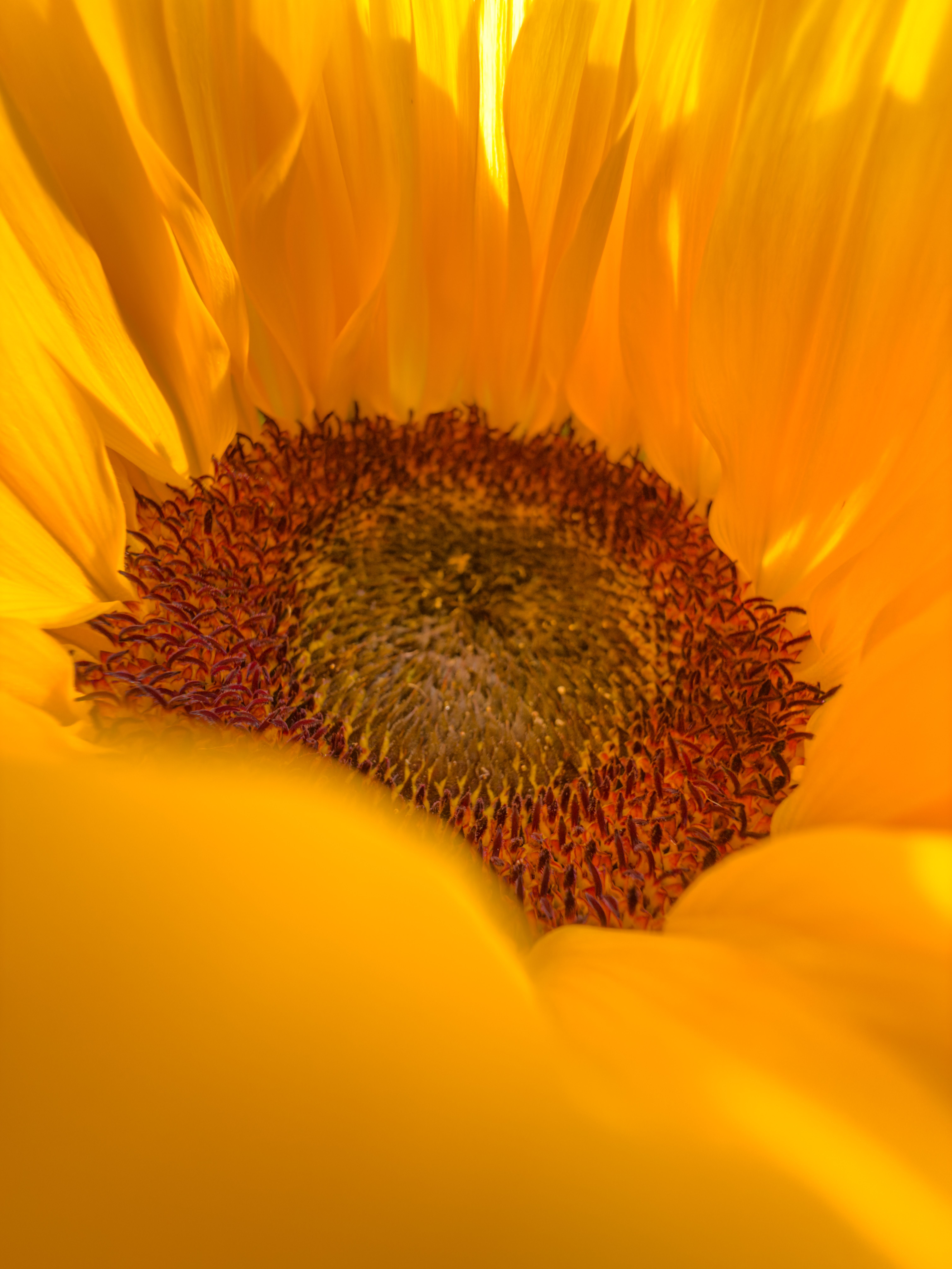 Sunflower in the Sun · Free Stock Photo
