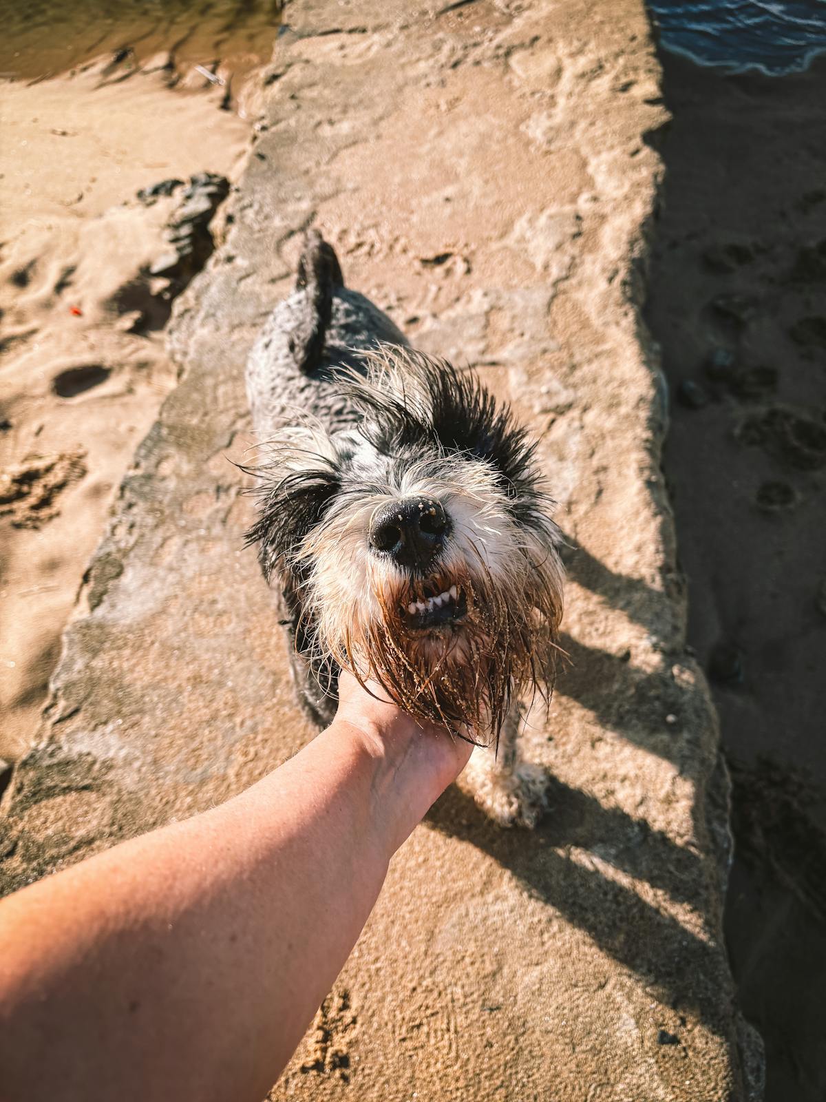 Dog Pfp Photos, Download The BEST Free Dog Pfp Stock Photos & HD Images