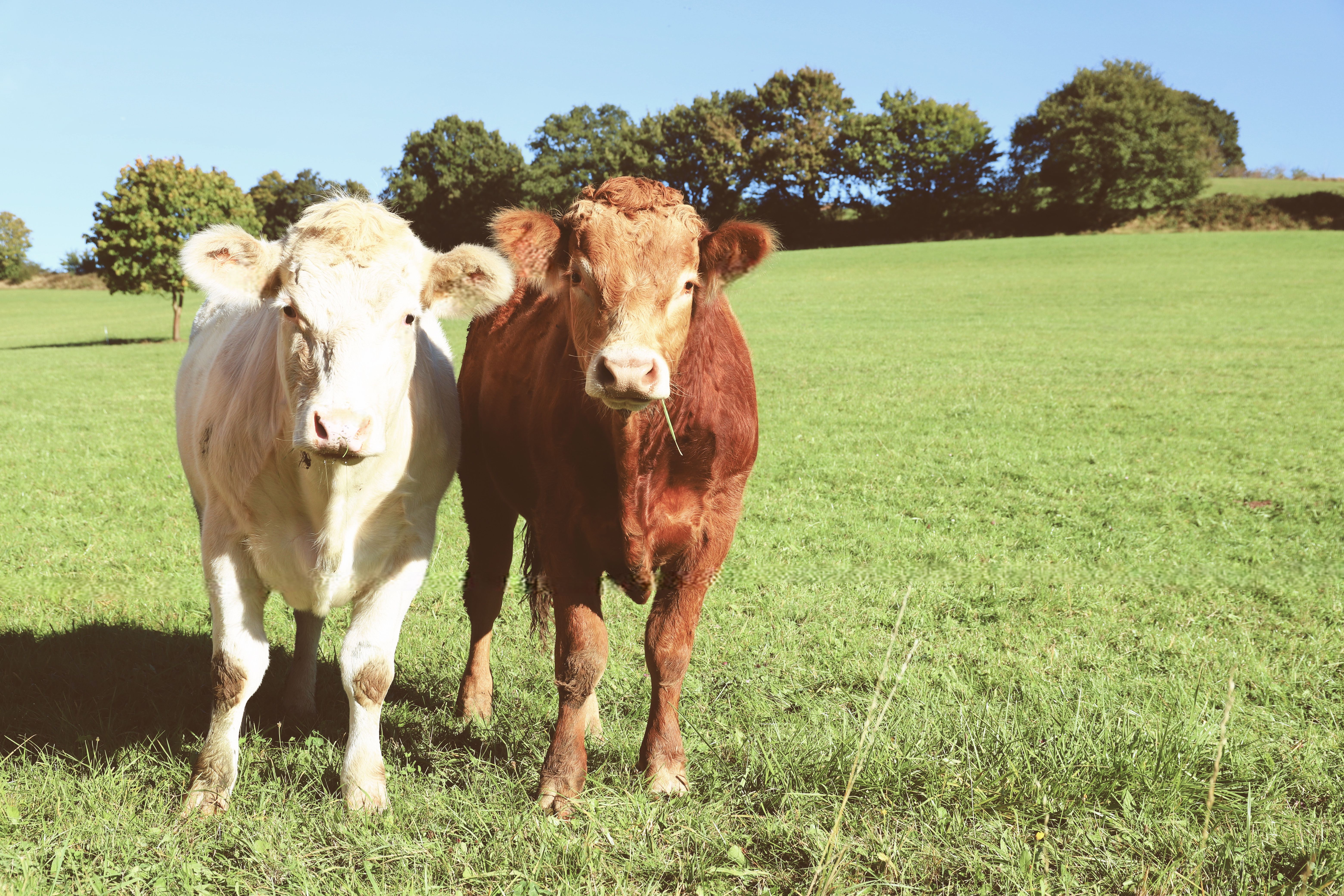 Cattle Grazing in a Verdant Pasture · Free Stock Photo
