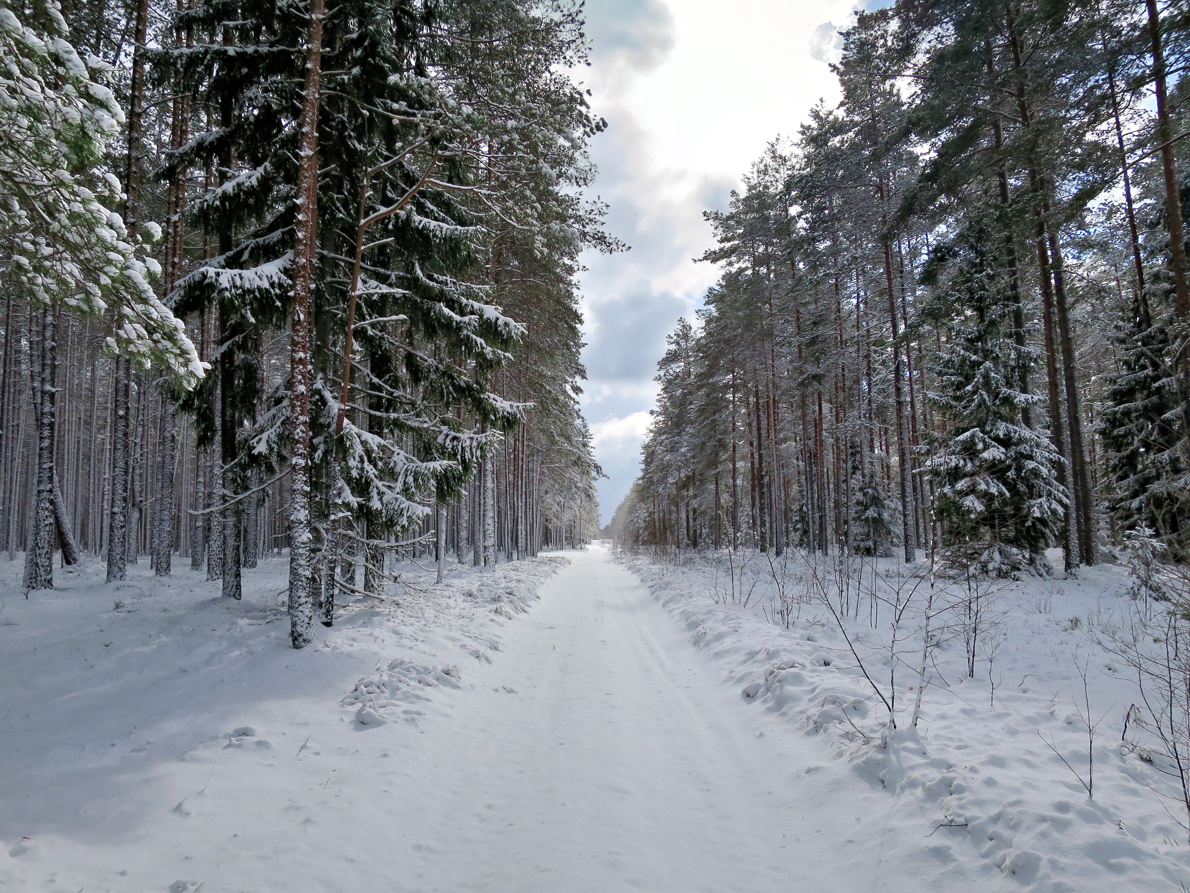 Serene Snowy Forest Path in Winter Wilderness · Free Stock Photo