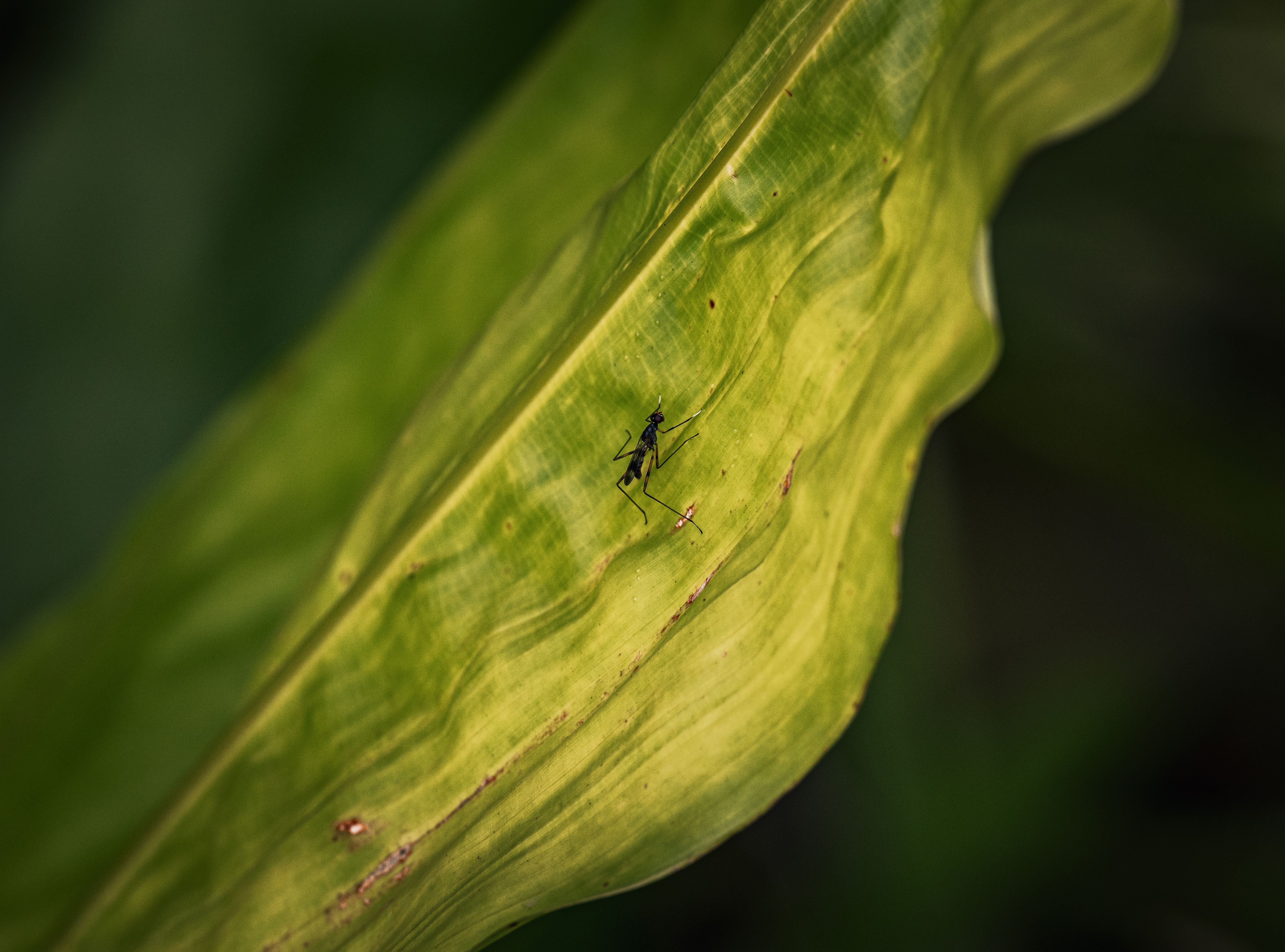 Ant on Leaf: Close-up Nature Photography in Thailand · Free Stock Photo