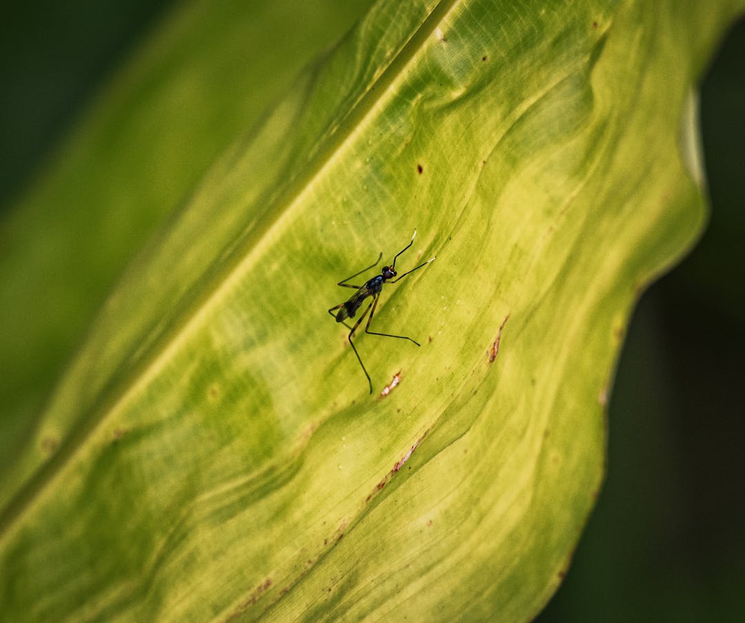 Permethrin Flies: Easy Pest Control Tips You Need