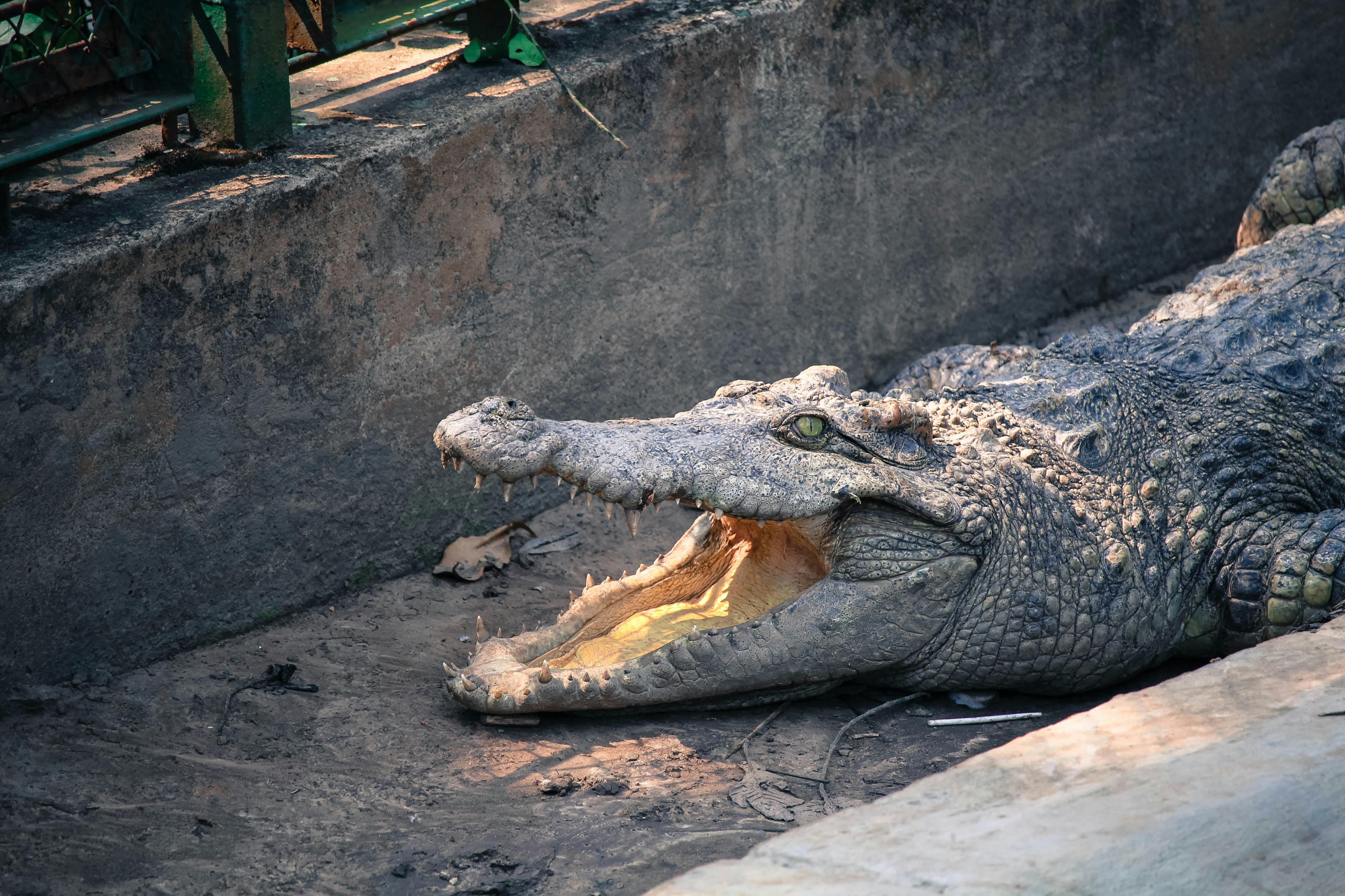 Primer Plano De Un Cocodrilo Del Nilo En Su Hábitat Natural · Foto de ...