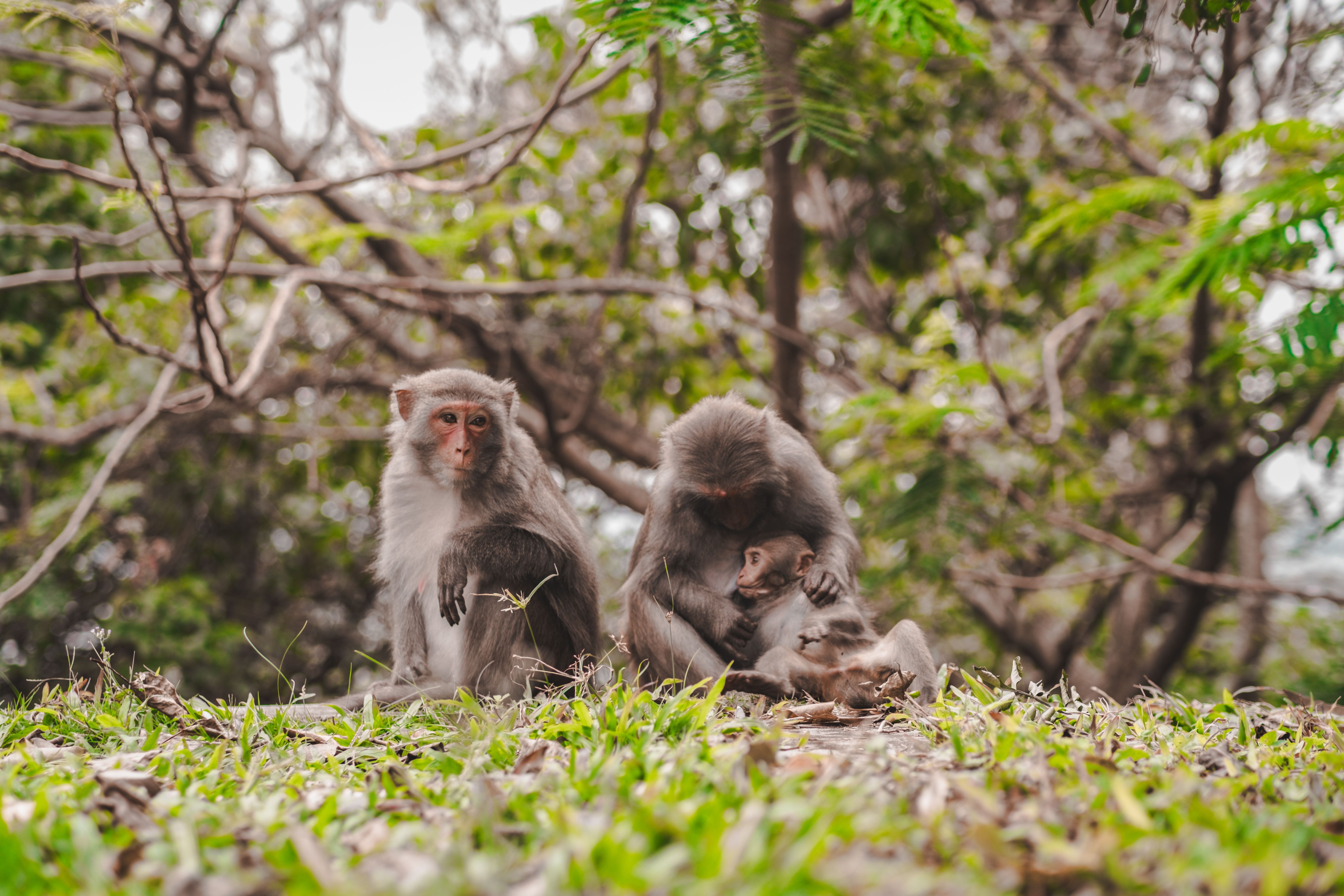 Un Tierno Momento Familiar De Monos En Su Hábitat Natural · Foto de ...