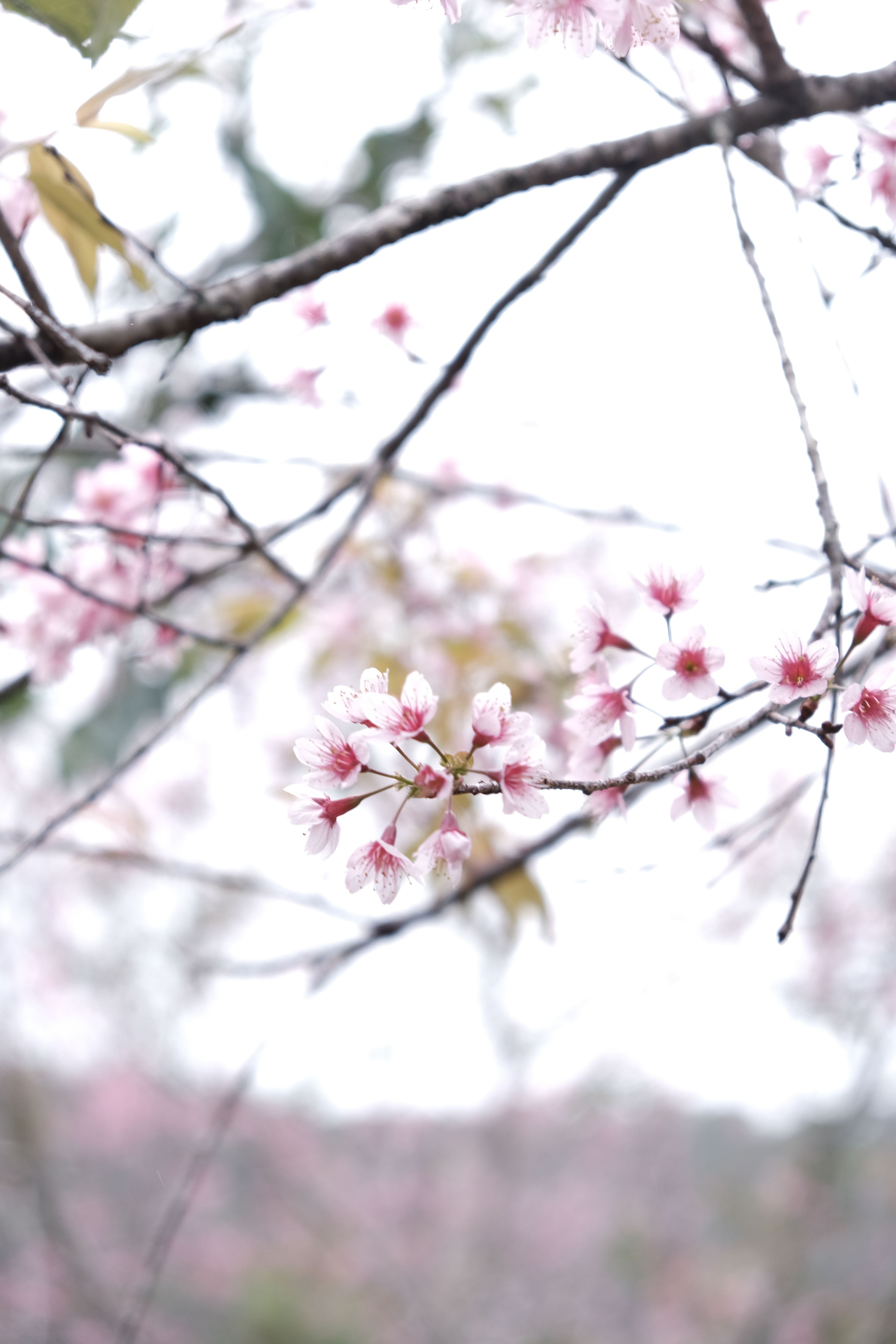 Close-up of a Cherry Tree in Spring · Free Stock Photo