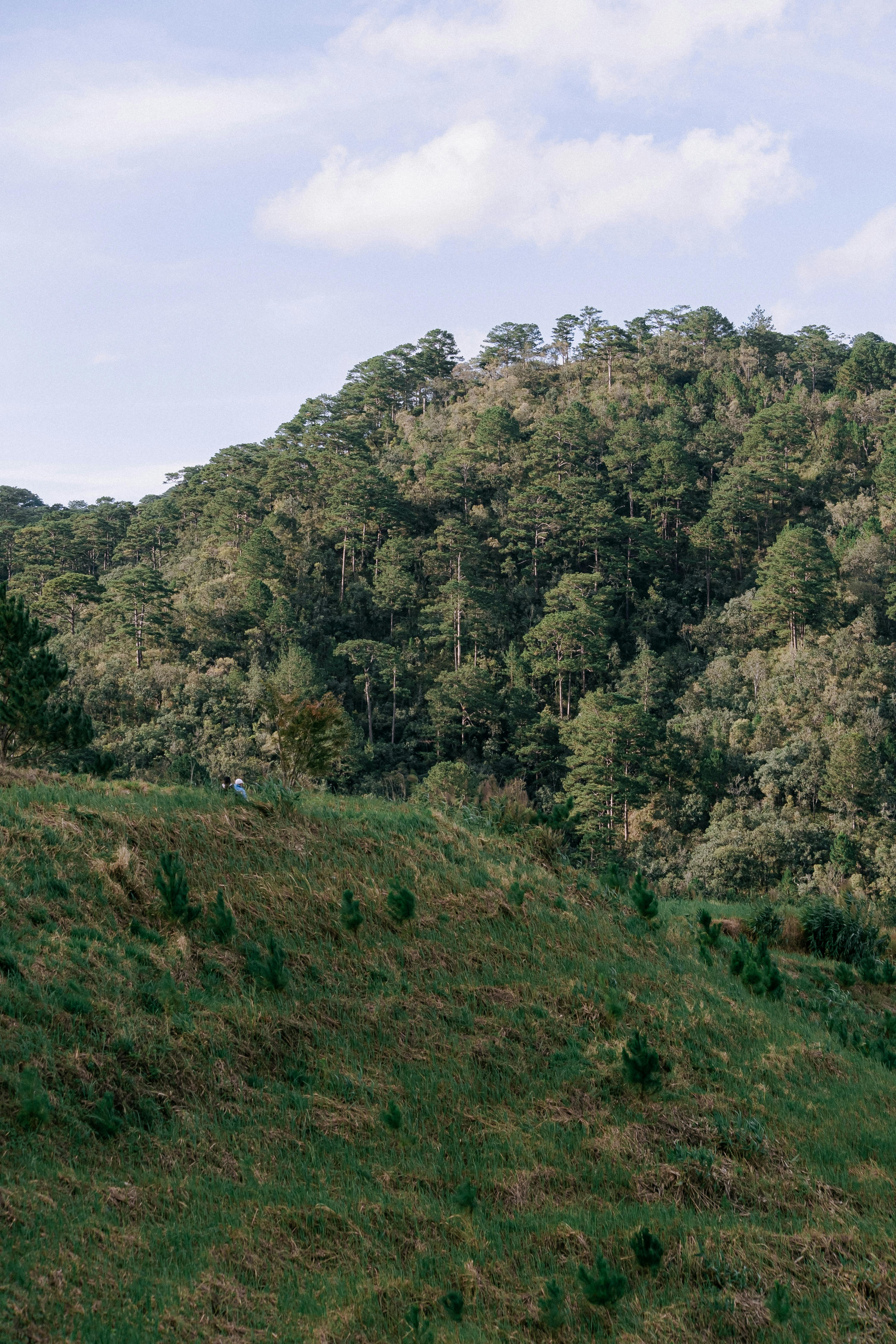 Trees And Plants In Forest Photos, Download The BEST Free Trees And ...