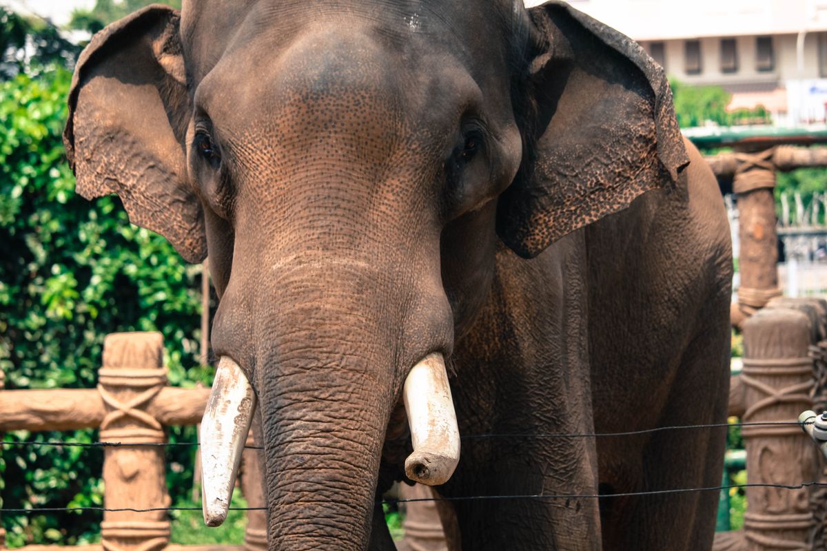 Asian Elephant Photos, Download The BEST Free Asian Elephant Stock ...