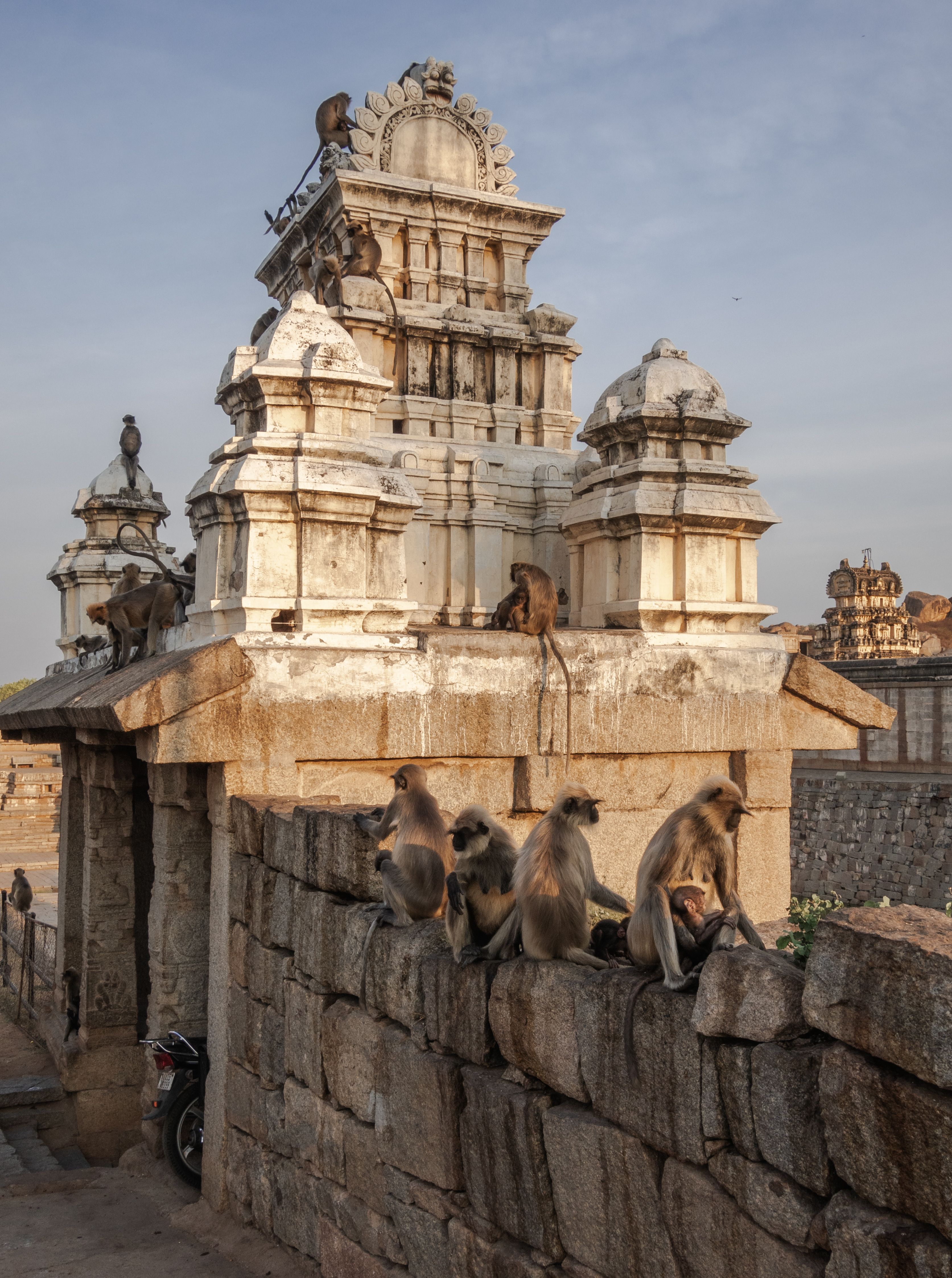 Monkeys on Ancient Temple in Hampi, India · Free Stock Photo