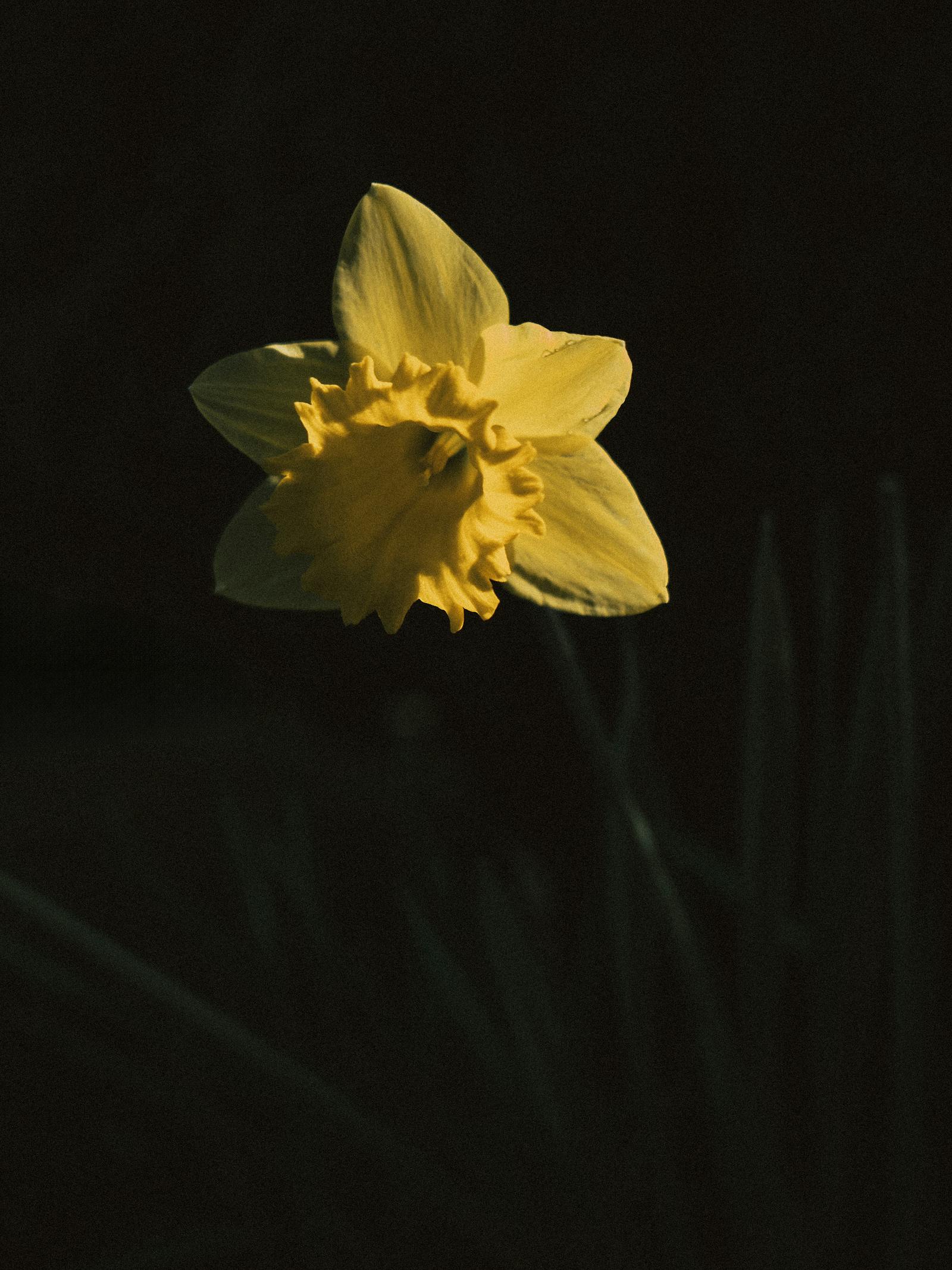 Daffodil Photos, Download The BEST Free Daffodil Stock Photos & HD Images