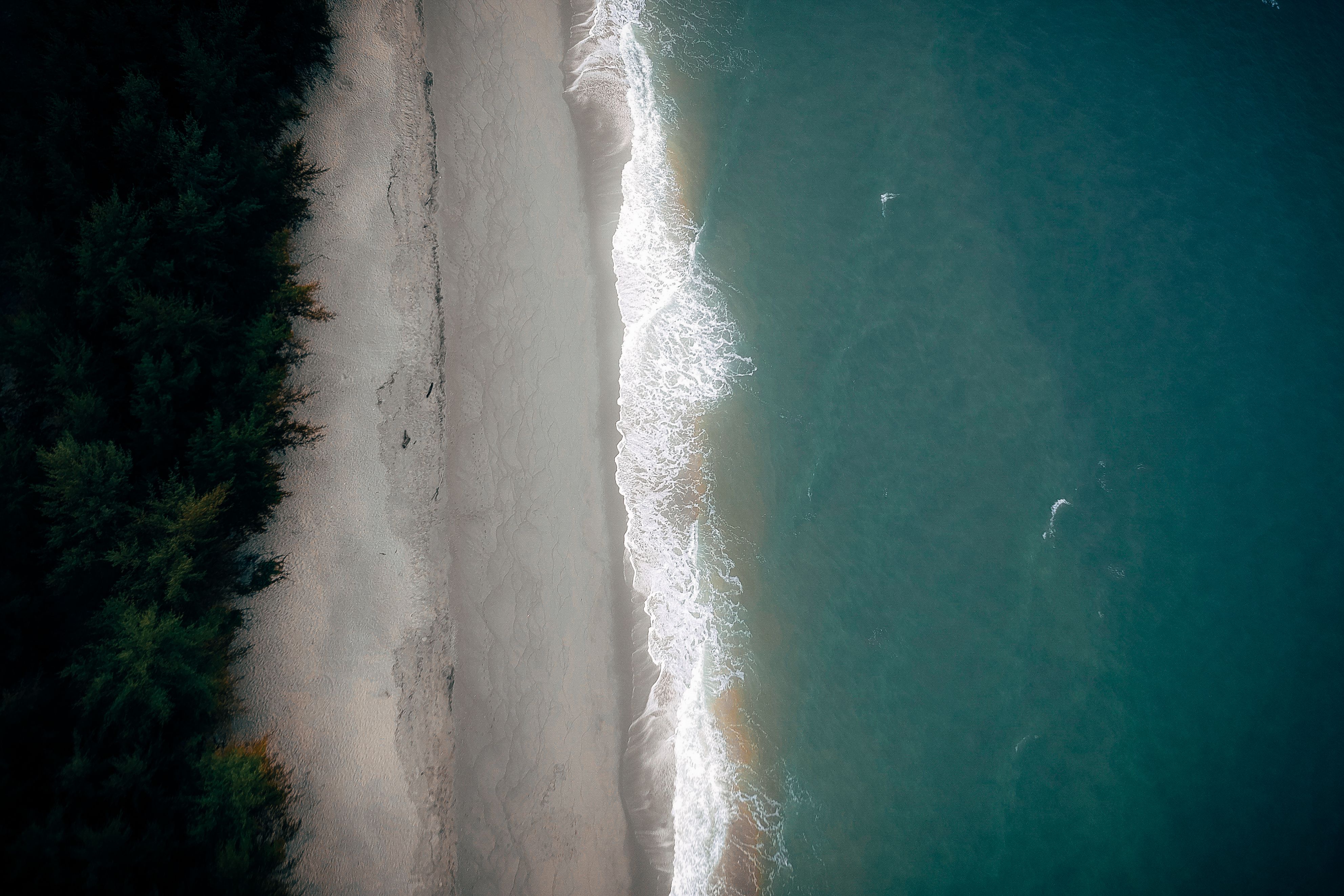 Trees Near The Seashore Resort · Free Stock Photo