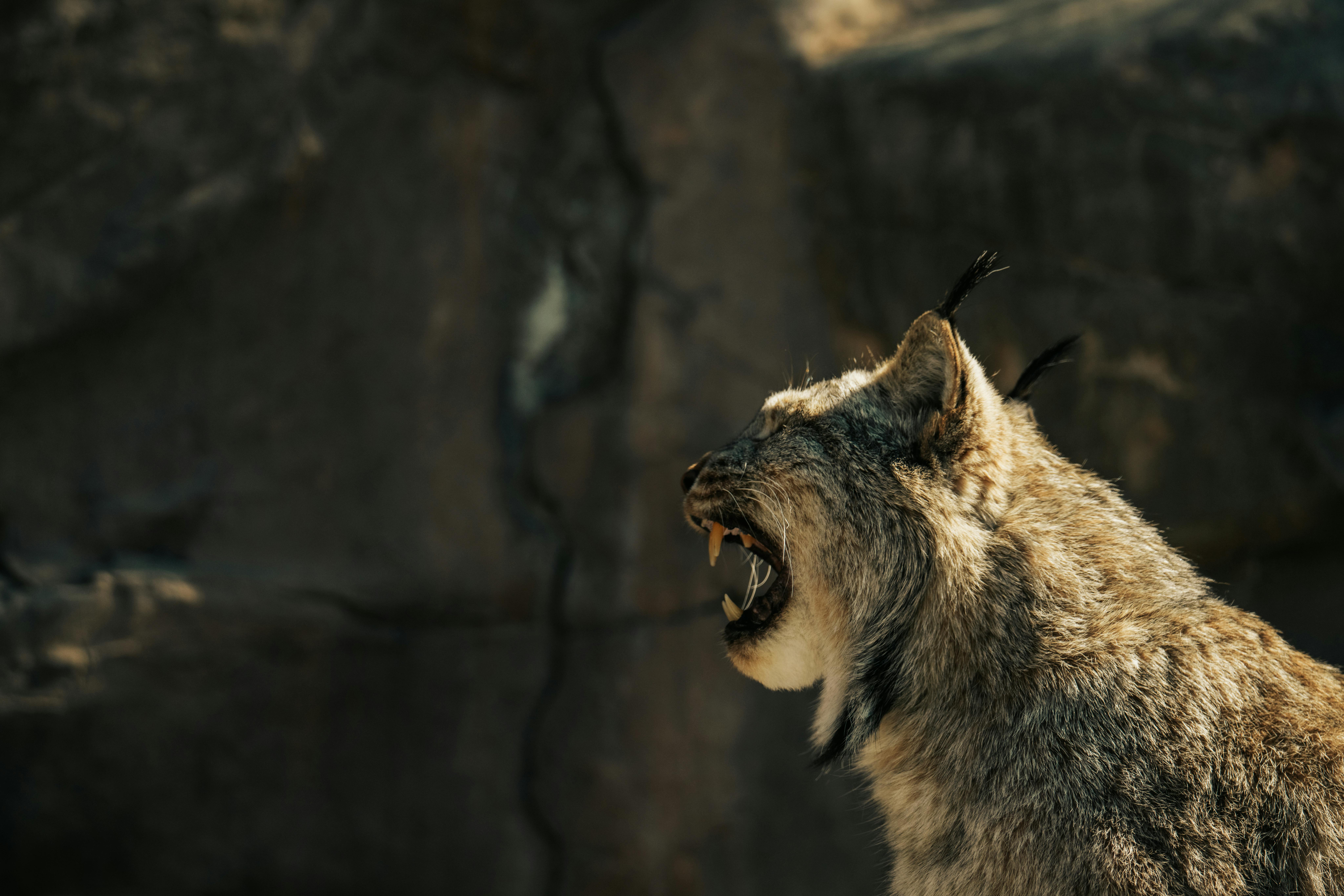 Majestic Lynx Roaring in Natural Habitat · Free Stock Photo