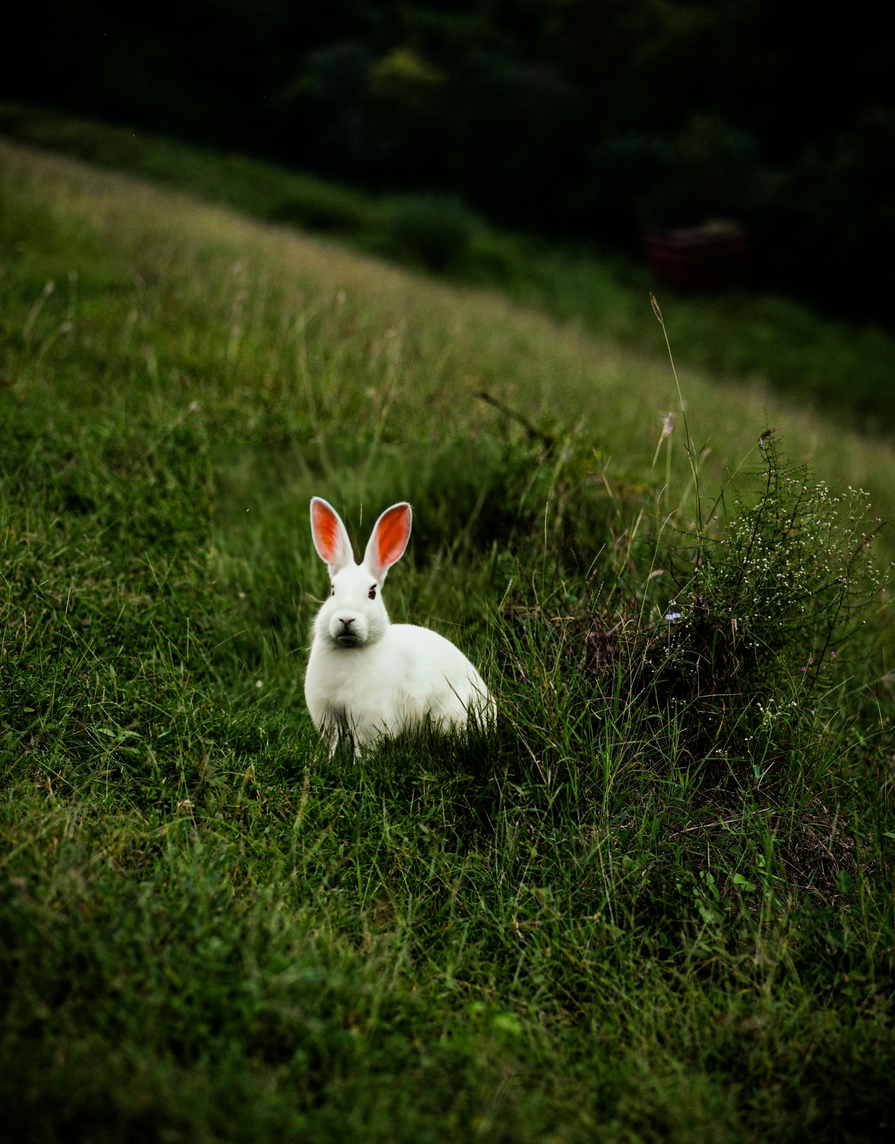 Cute+Shrek Photos, Download The BEST Free Cute+Shrek Stock Photos & HD ...