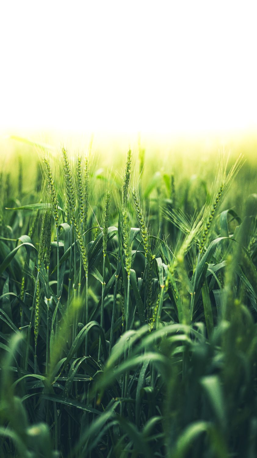 Weelderig Groen Tarweveld Bij Zonsopgang · Gratis stockfoto