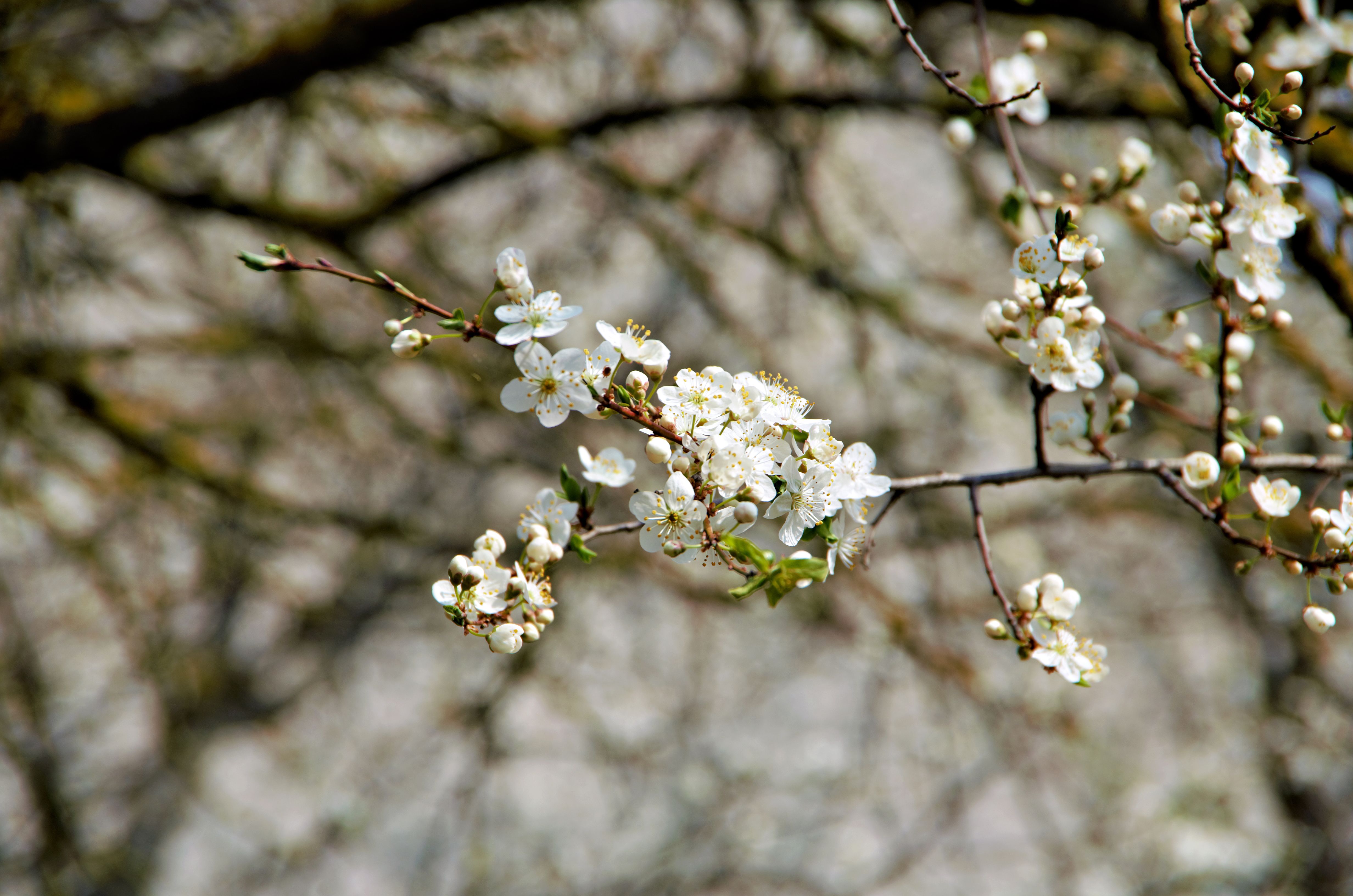 Sherry Blossom Tree Photos, Download The BEST Free Sherry Blossom Tree ...