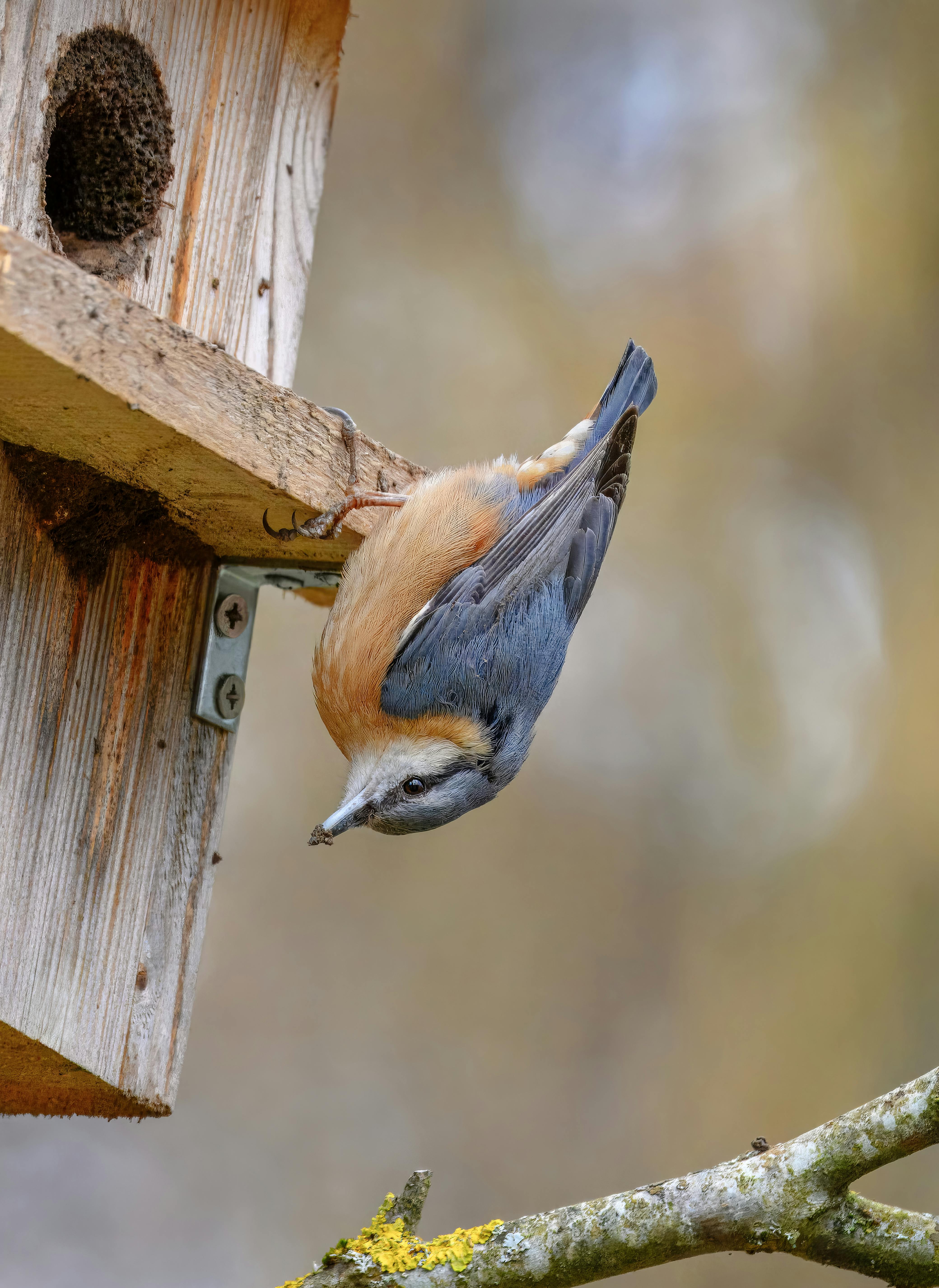 Eurasian Nuthatch on a Nesting Box · Free Stock Photo