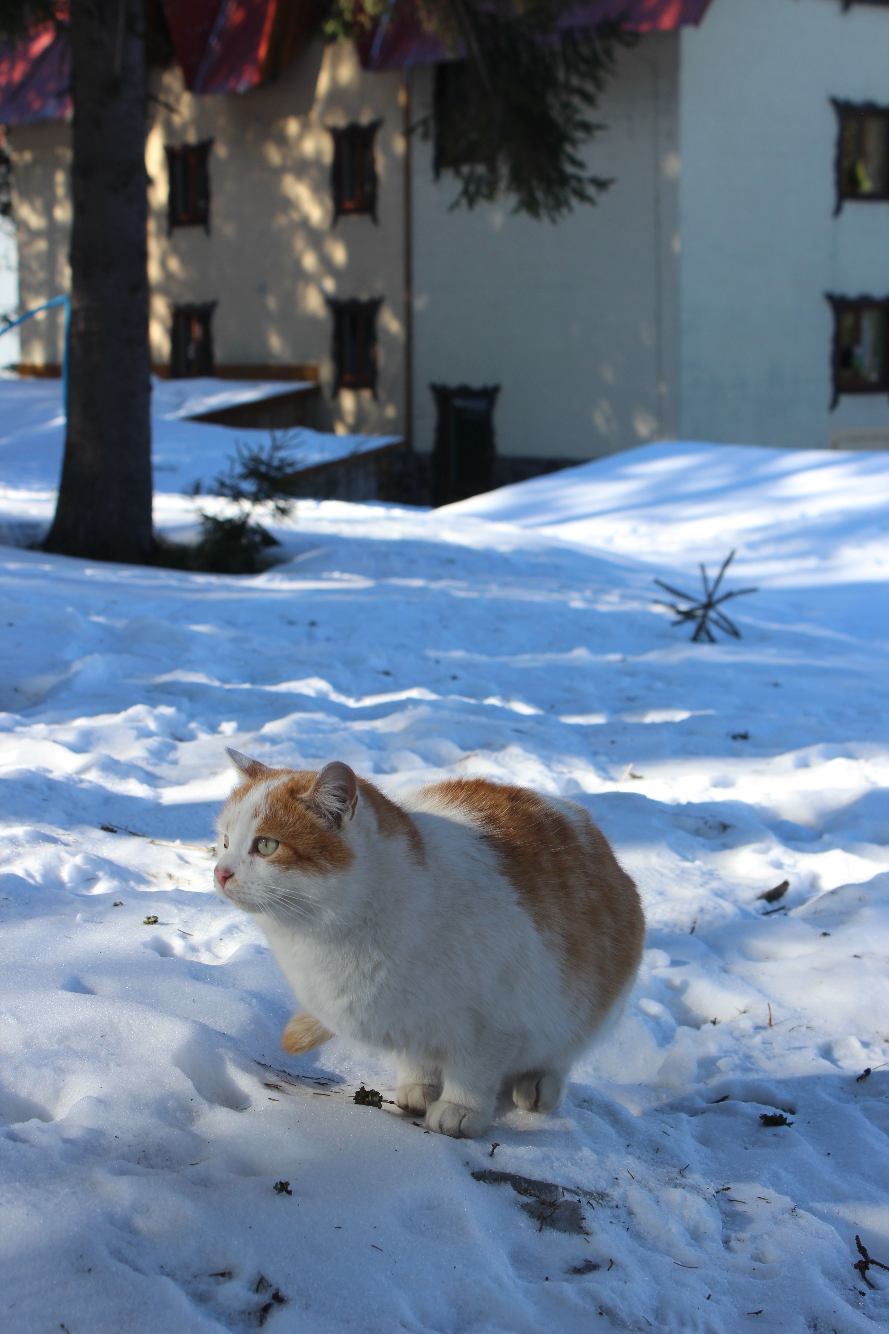 Cat Enjoying a Snowy Winter Day · Free Stock Photo