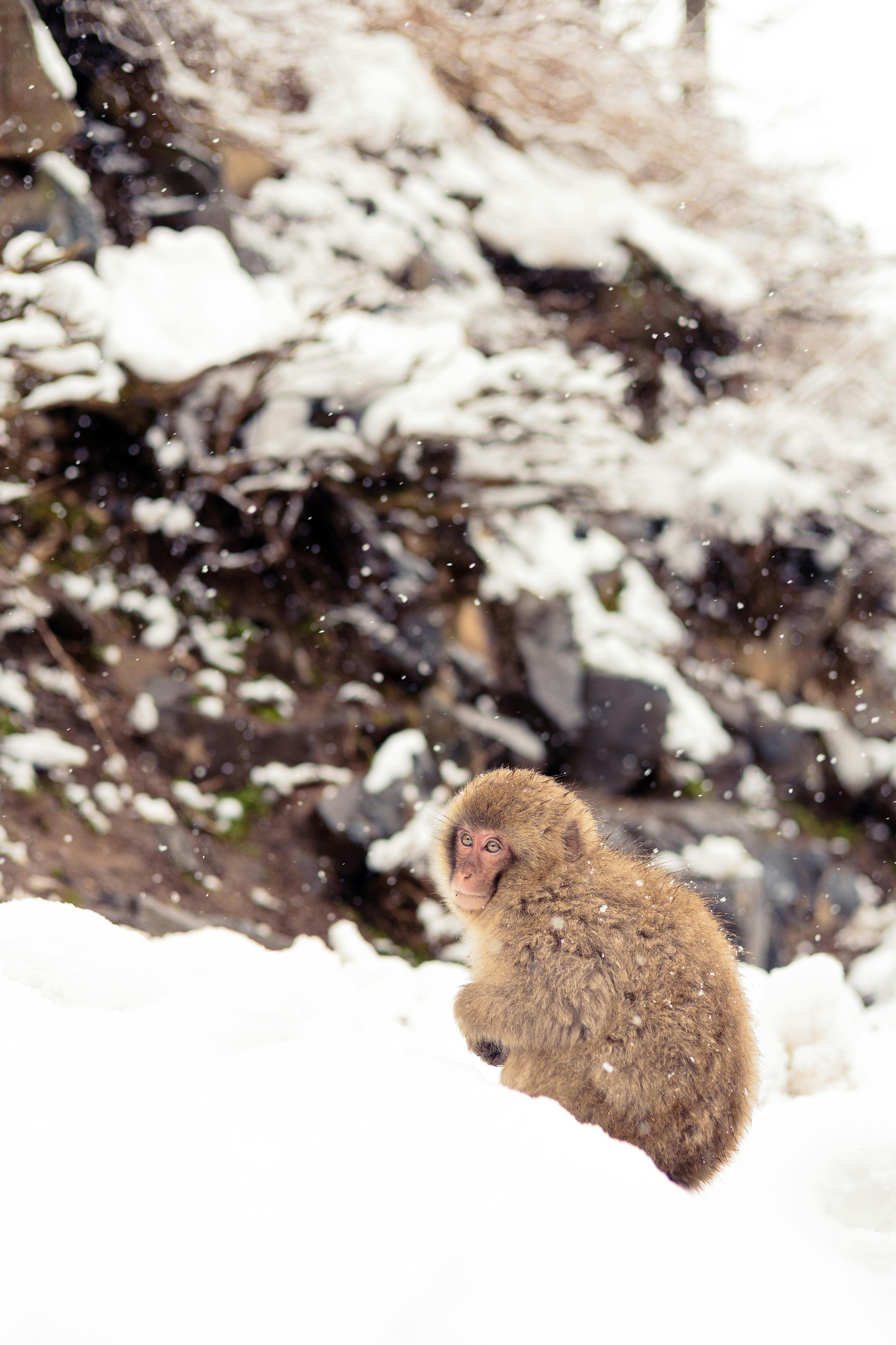 Monkey In Snow Photos, Download The BEST Free Monkey In Snow Stock ...