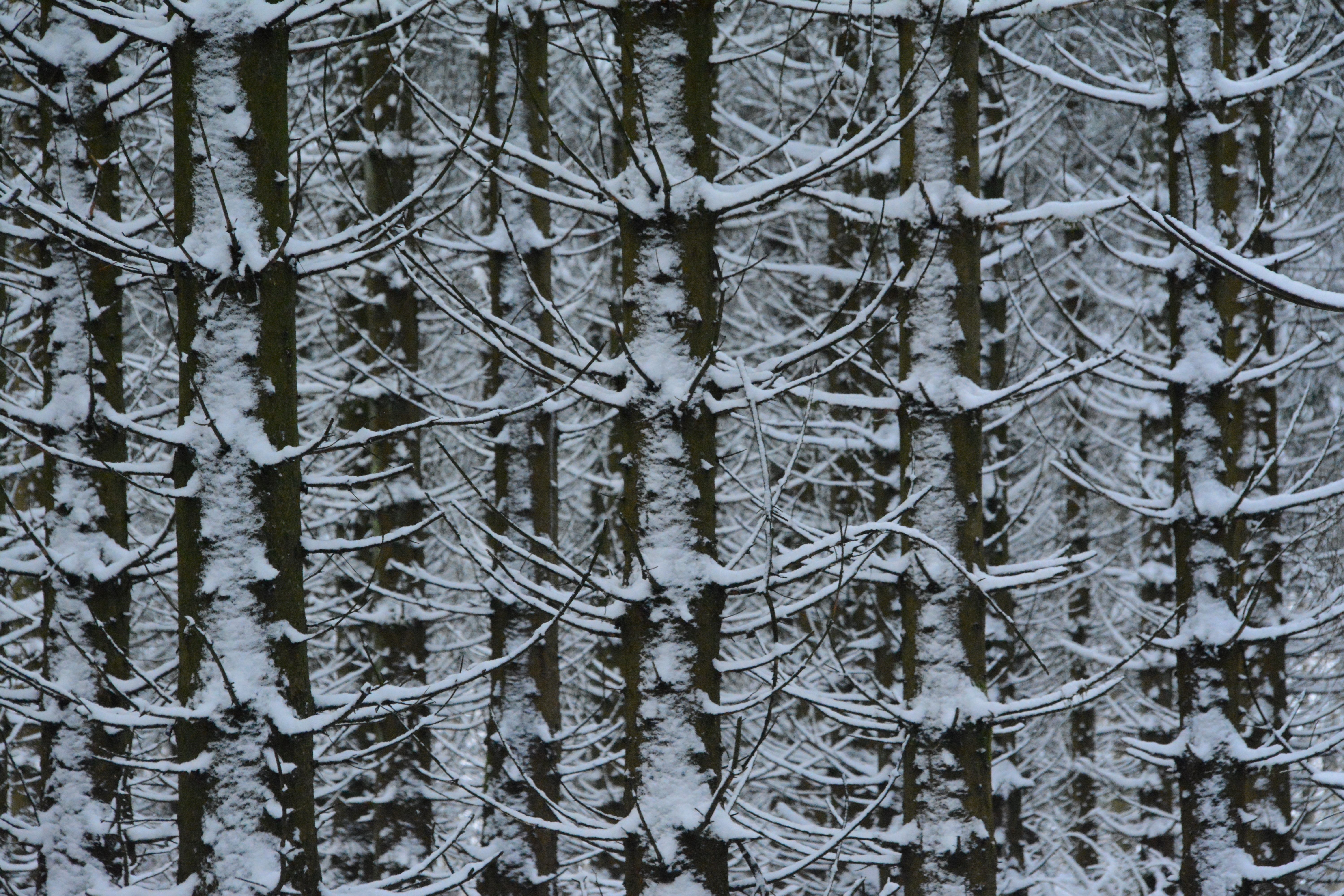 Snow-Covered Tree Trunks in Winter Forest · Free Stock Photo
