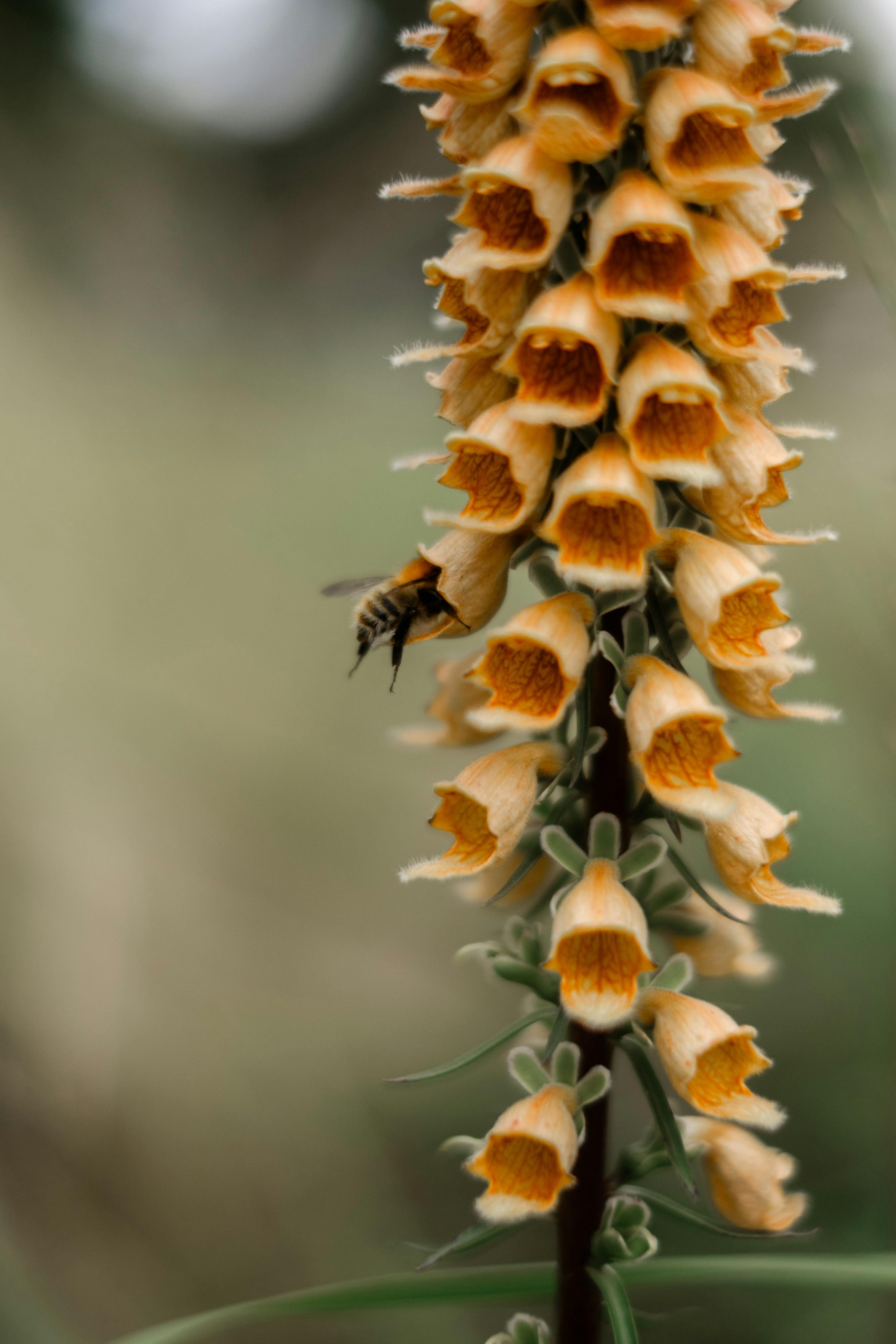Bee pollinating a Foxglove flower · Free Stock Photo
