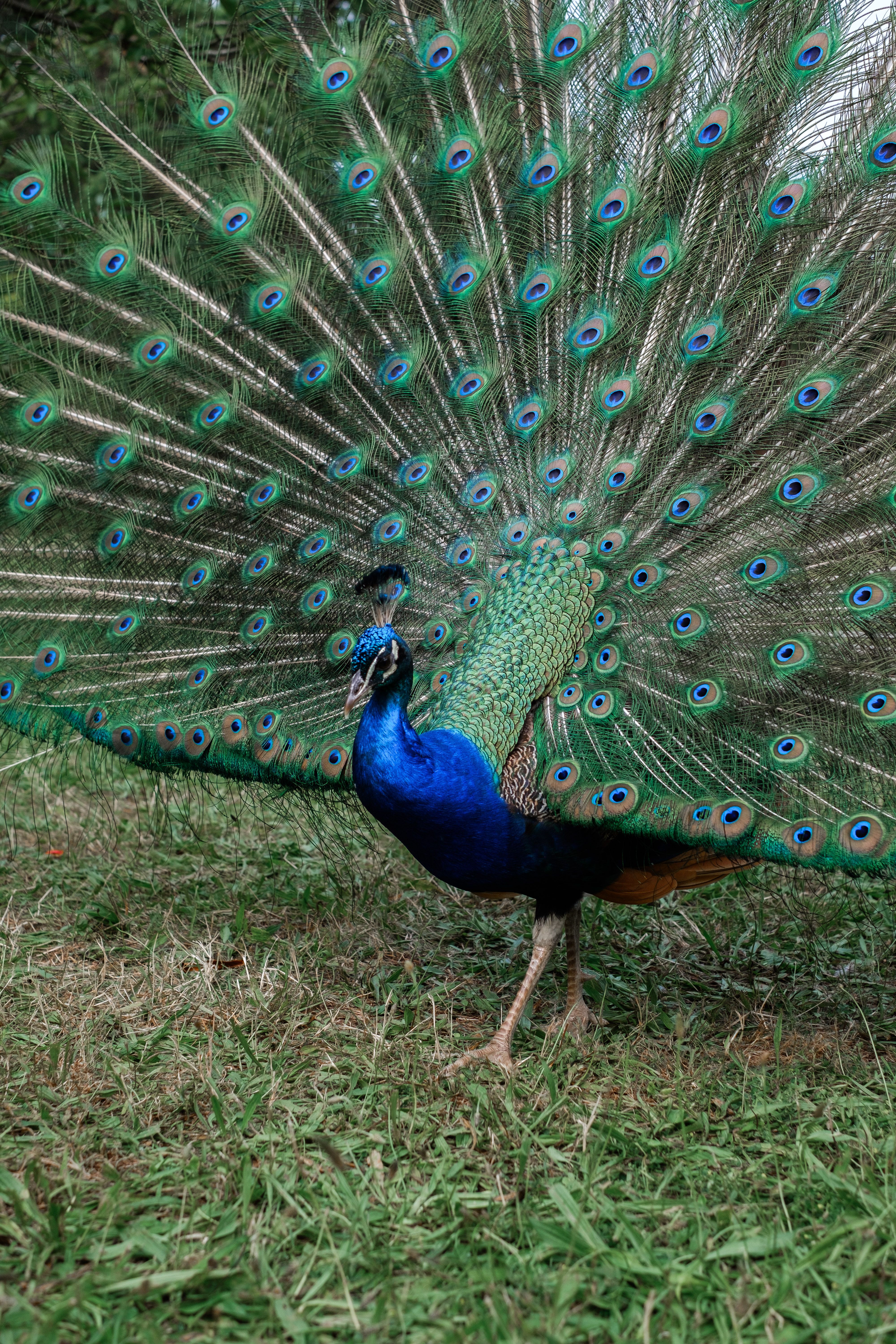 Vibrant Peacock Display in Natural Habitat · Free Stock Photo