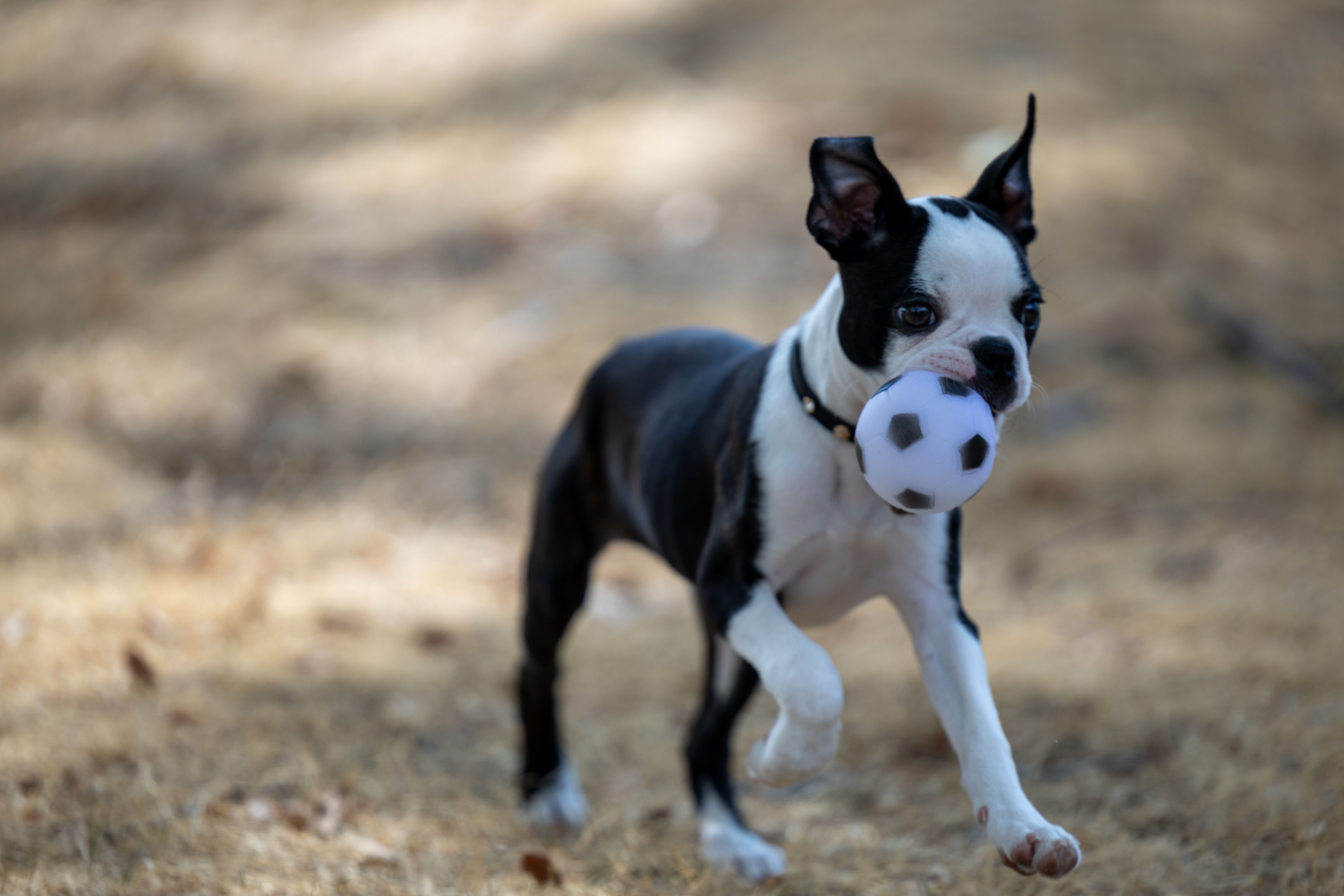 Playful Boston Terrier with Toy Soccer Ball Outdoors · Free Stock Photo