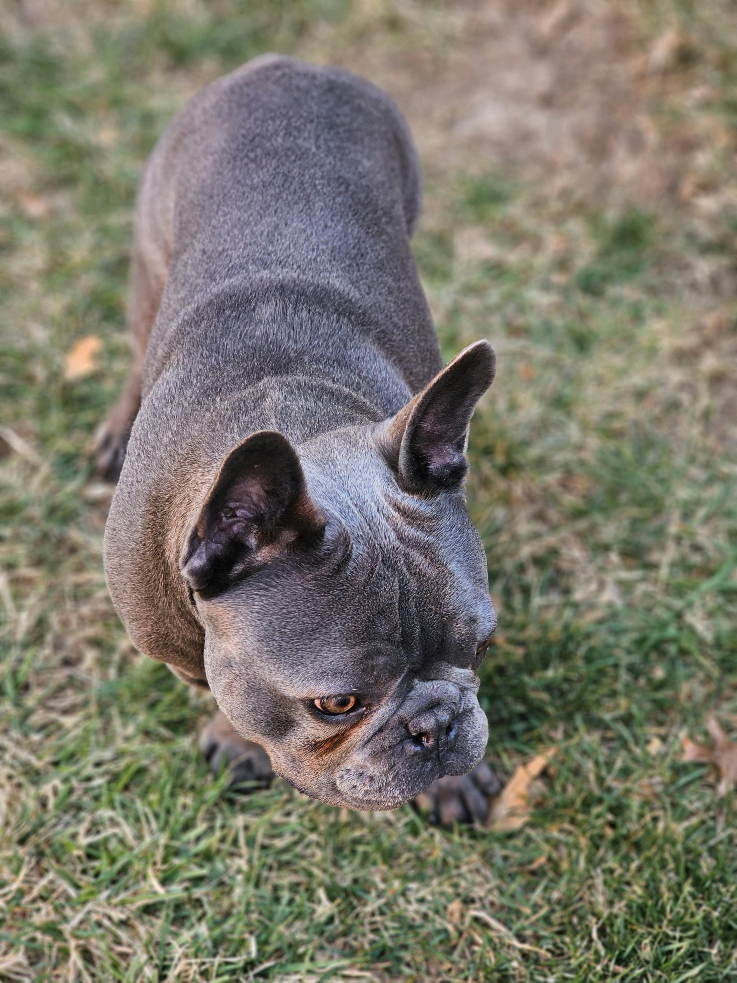 Grey Frenchie Photos, Download The BEST Free Grey Frenchie Stock Photos ...