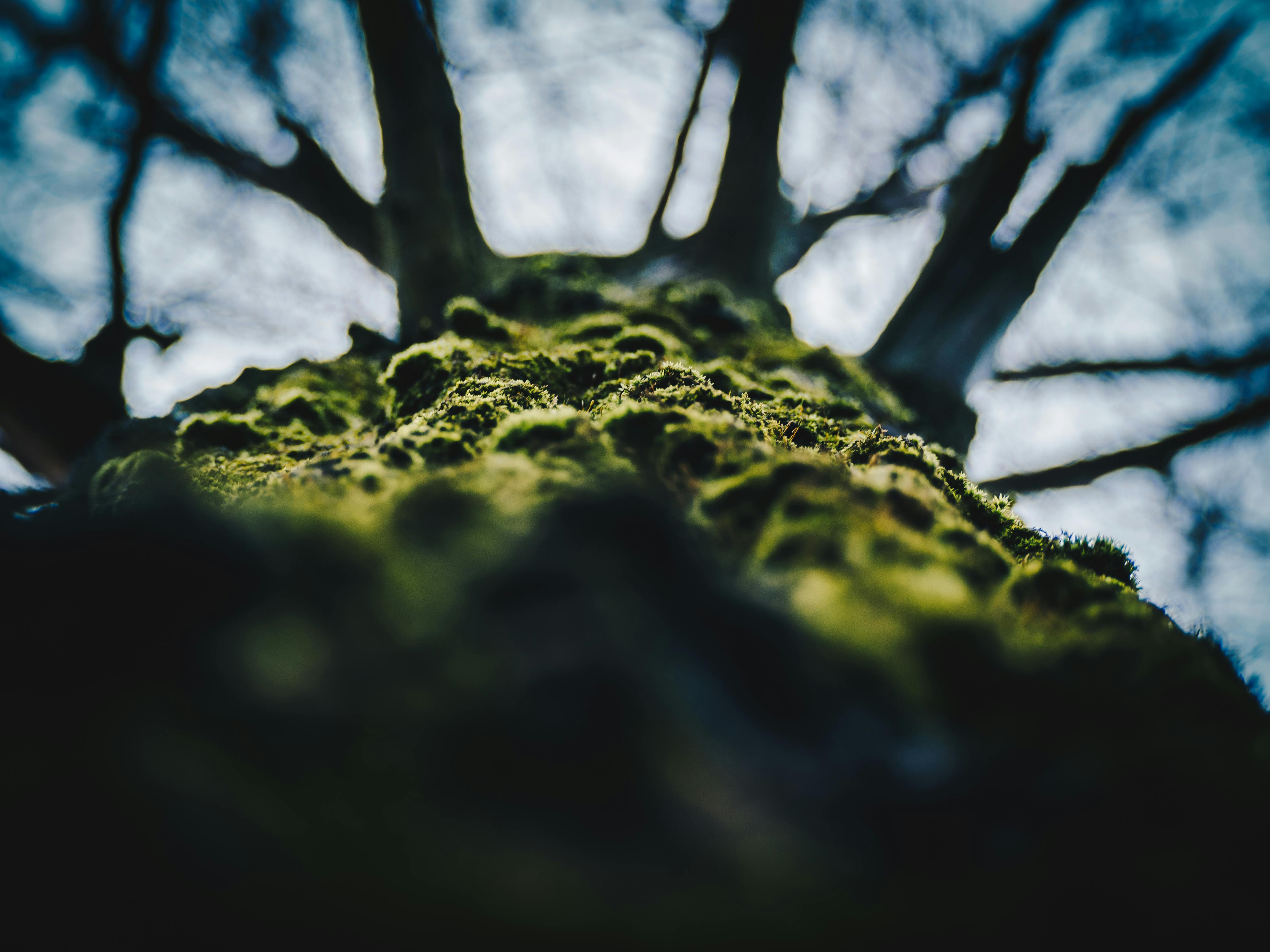 Close-up of Tree Against Sky · Free Stock Photo