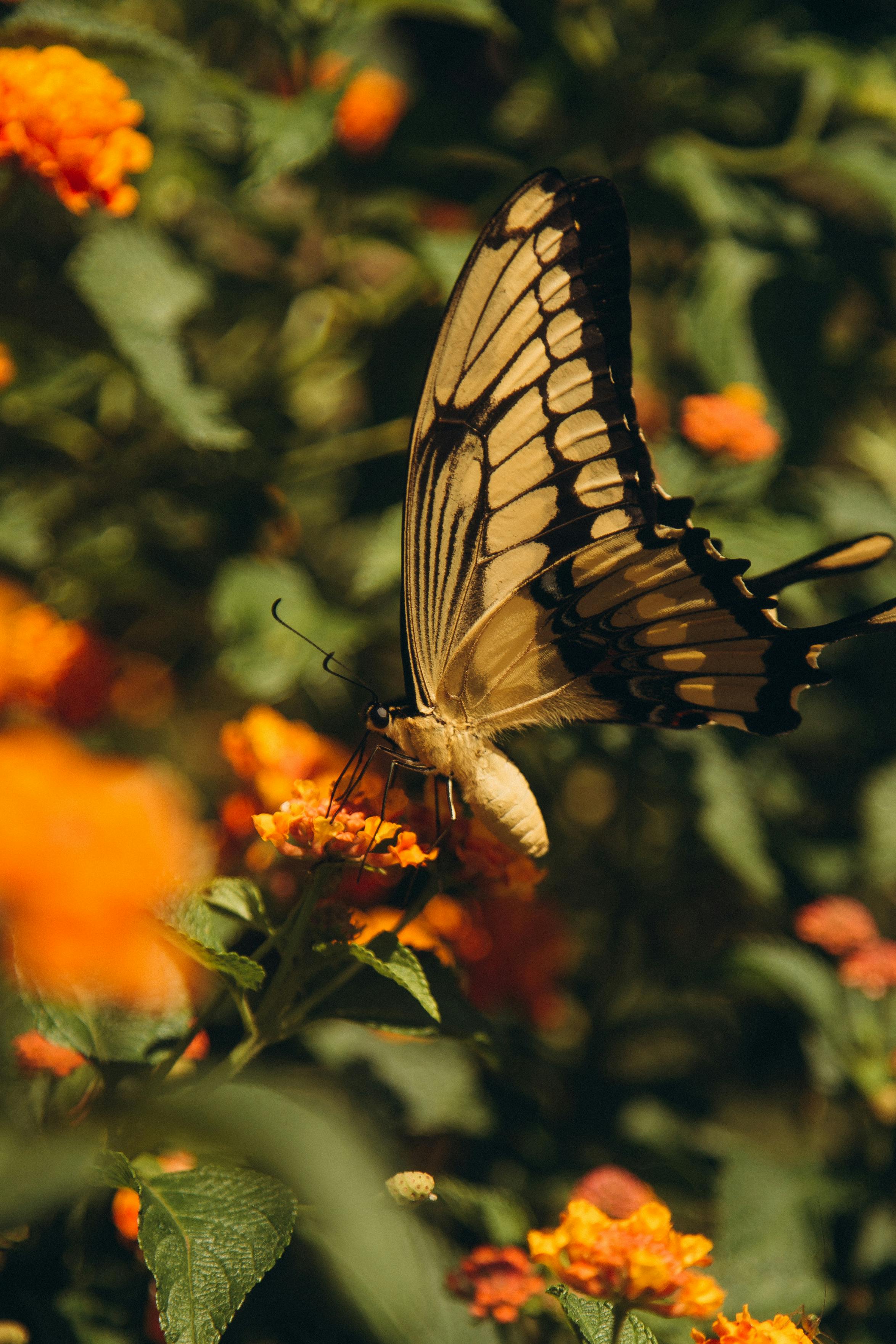 Chroma Butterfly Photos, Download The BEST Free Chroma Butterfly Stock ...