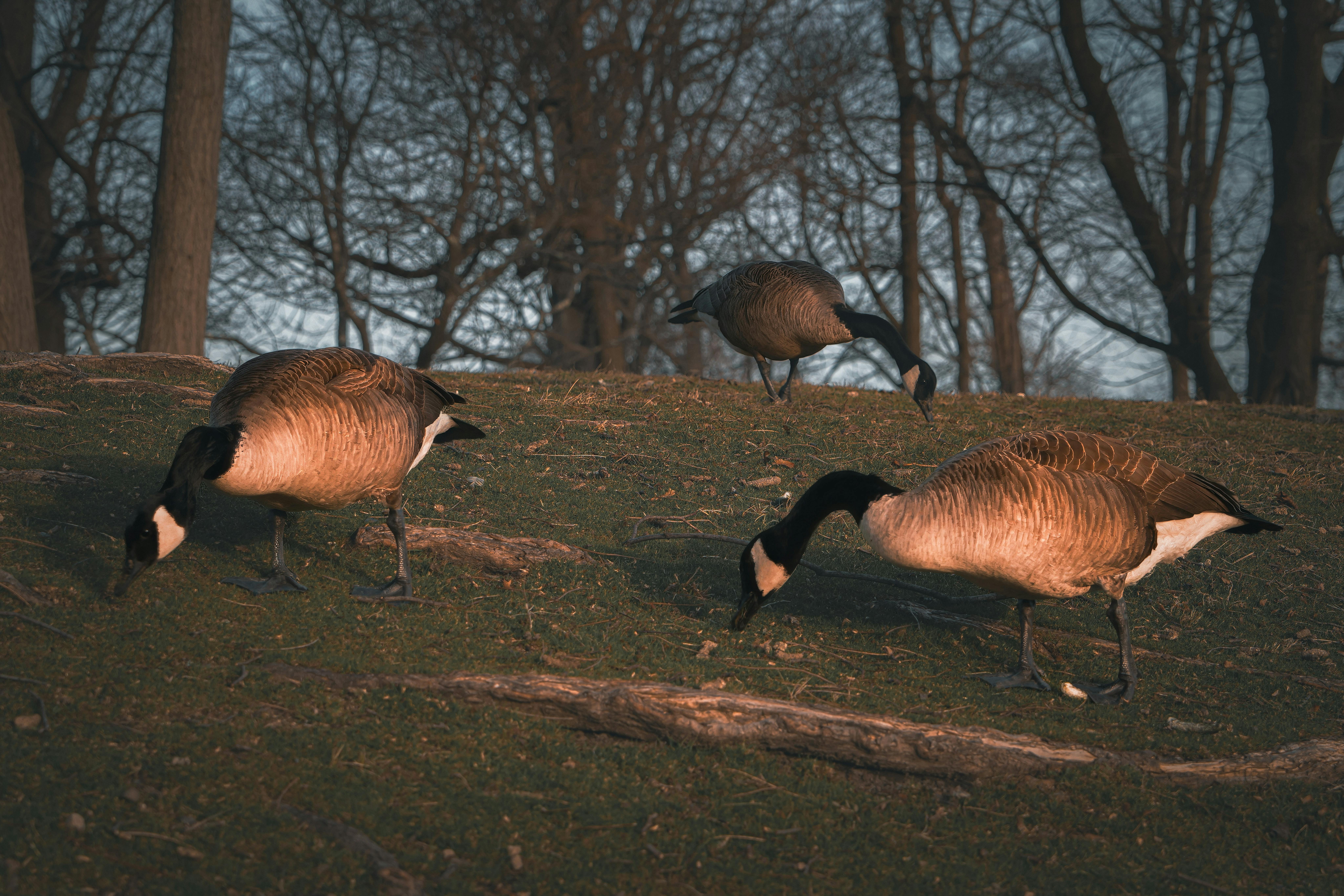 Canada Geese Grazing at Twilight in Stamford Park · Free Stock Photo