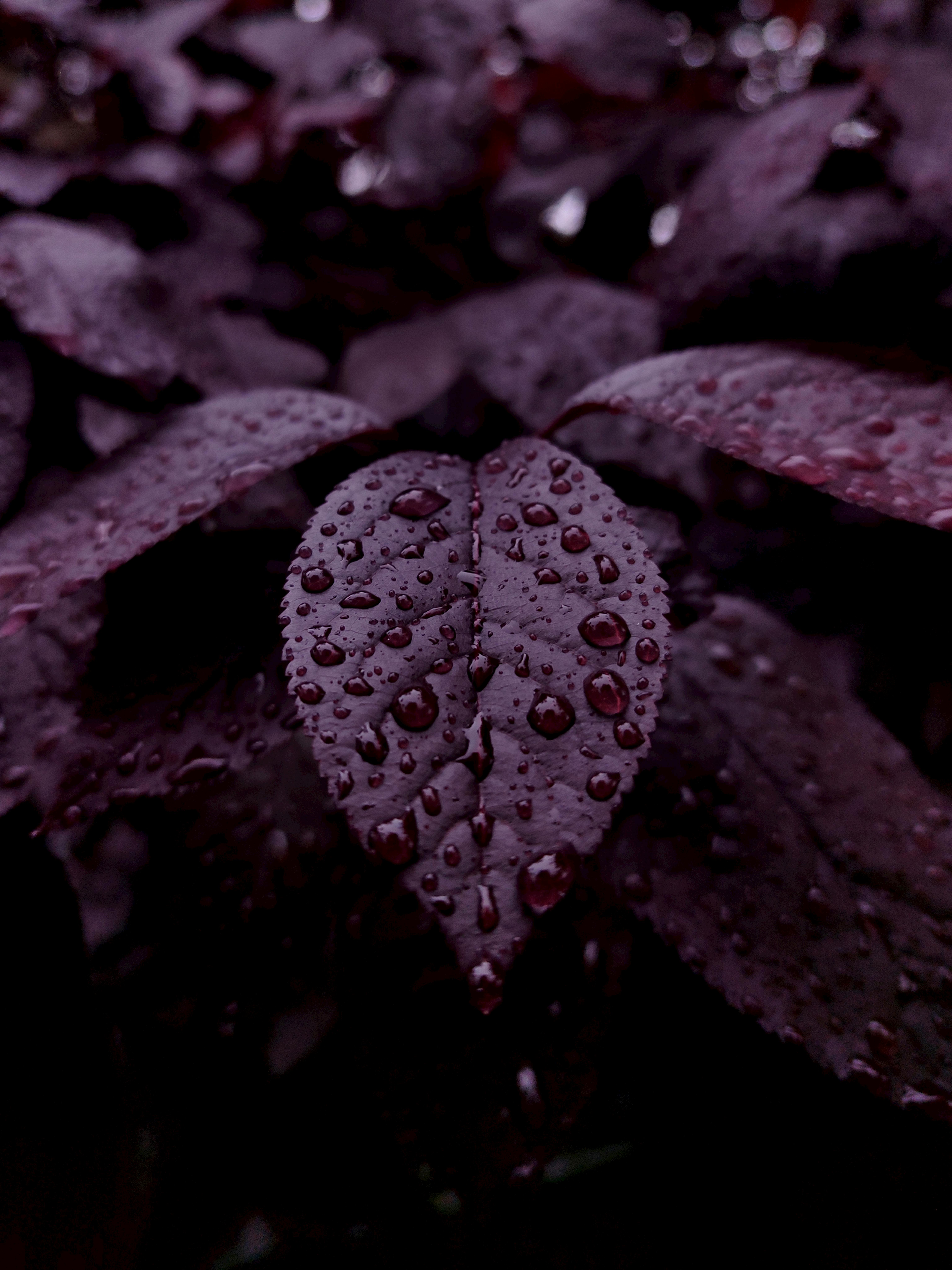 Environment Purple Photos, Download The BEST Free Environment Purple ...