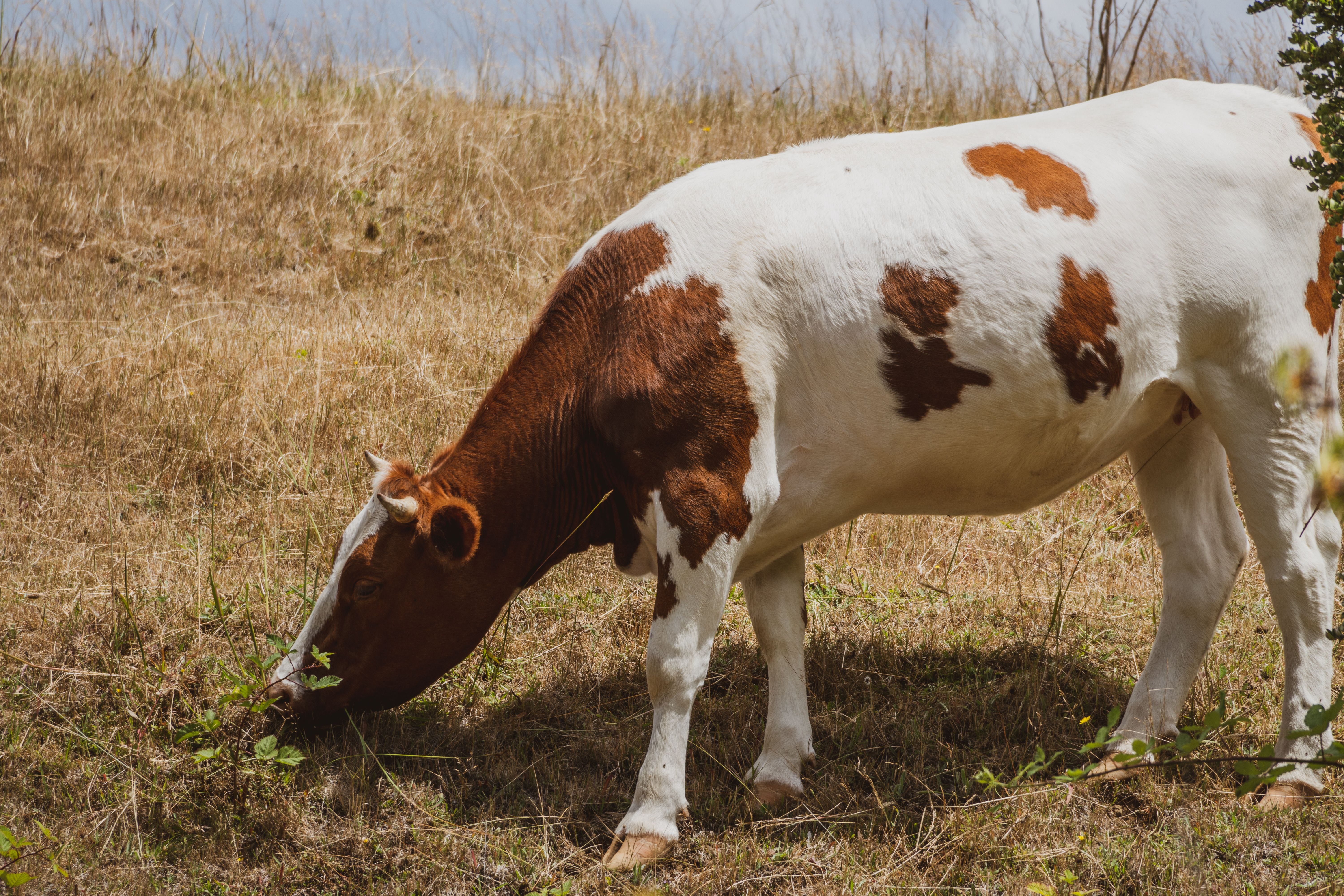 Holstein Cow Grazing in Sun-Drenched Field · Free Stock Photo