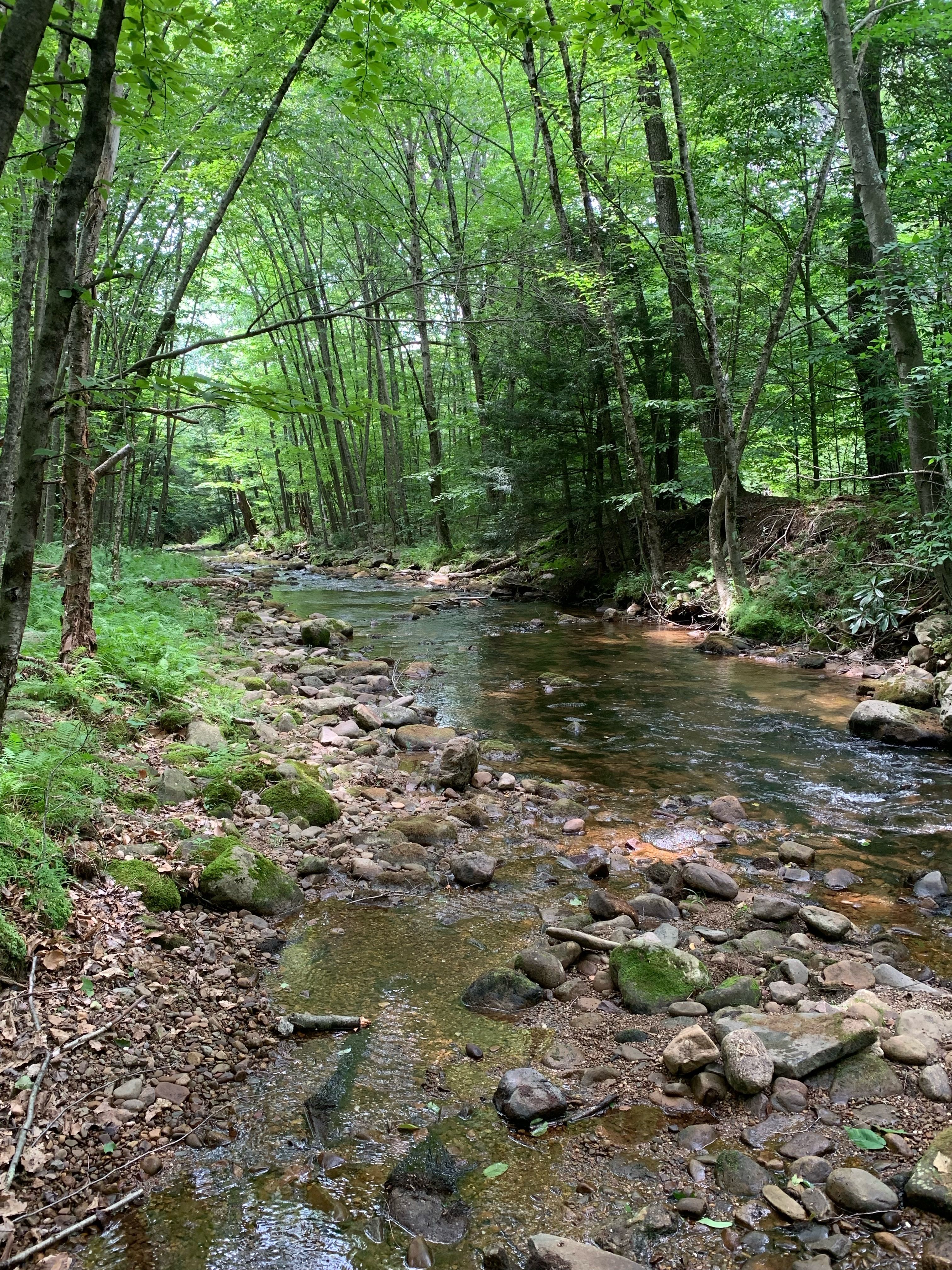 Tranquil Woodland Stream in Pennsylvania · Free Stock Photo