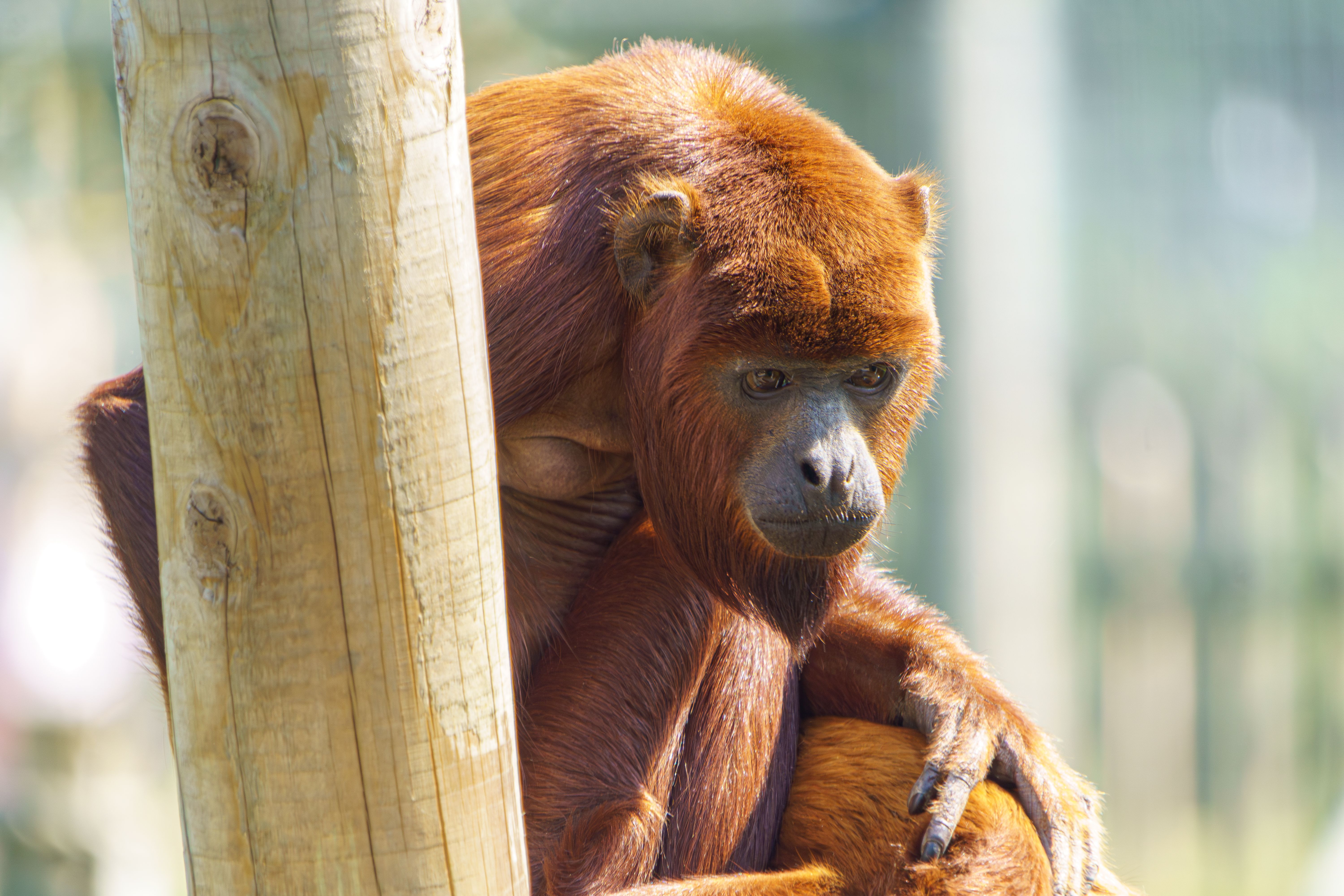 Expressive Black-and-White Howler Monkey Portrait · Free Stock Photo