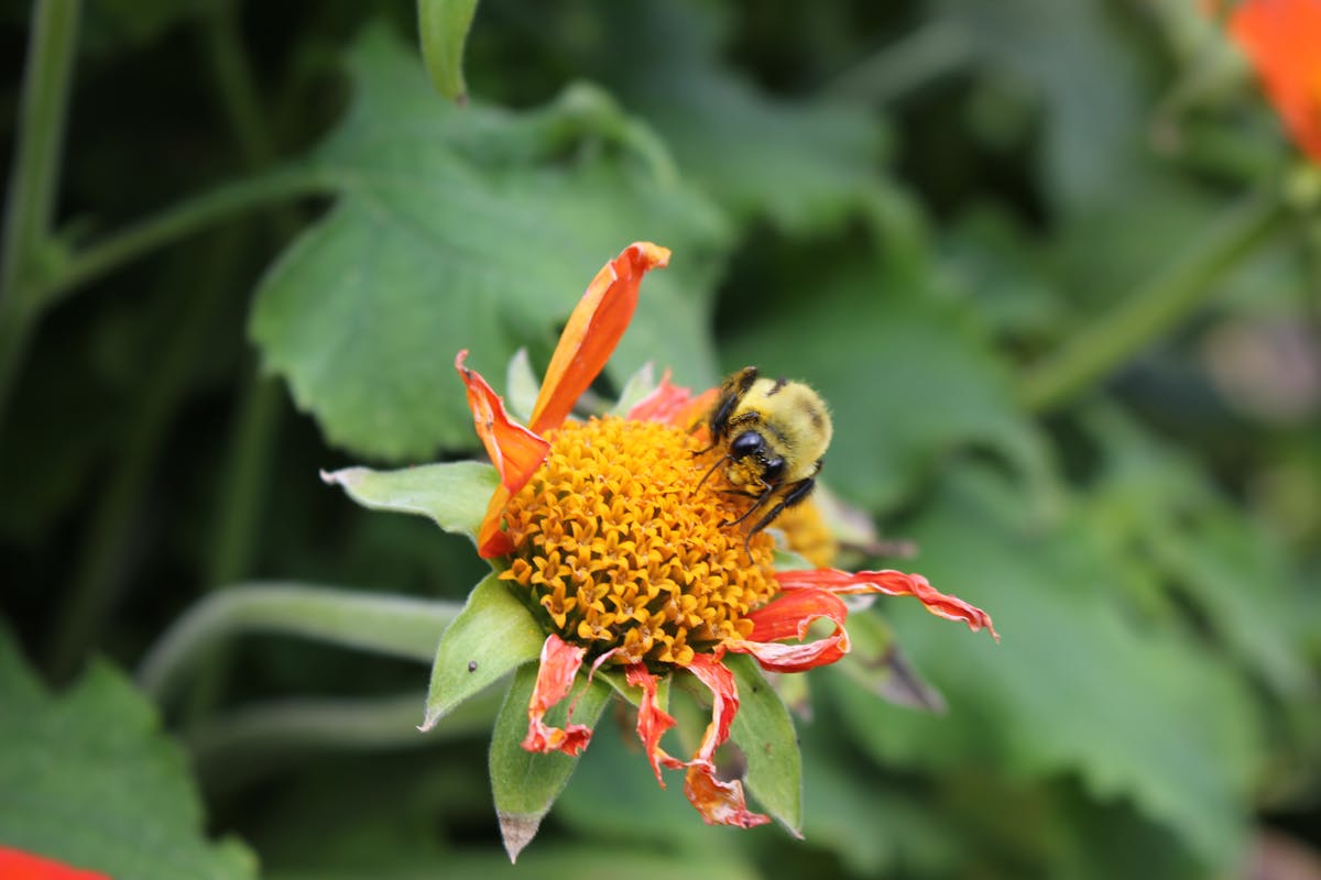 Roj Flower Photos, Download The BEST Free Roj Flower Stock Photos & HD ...