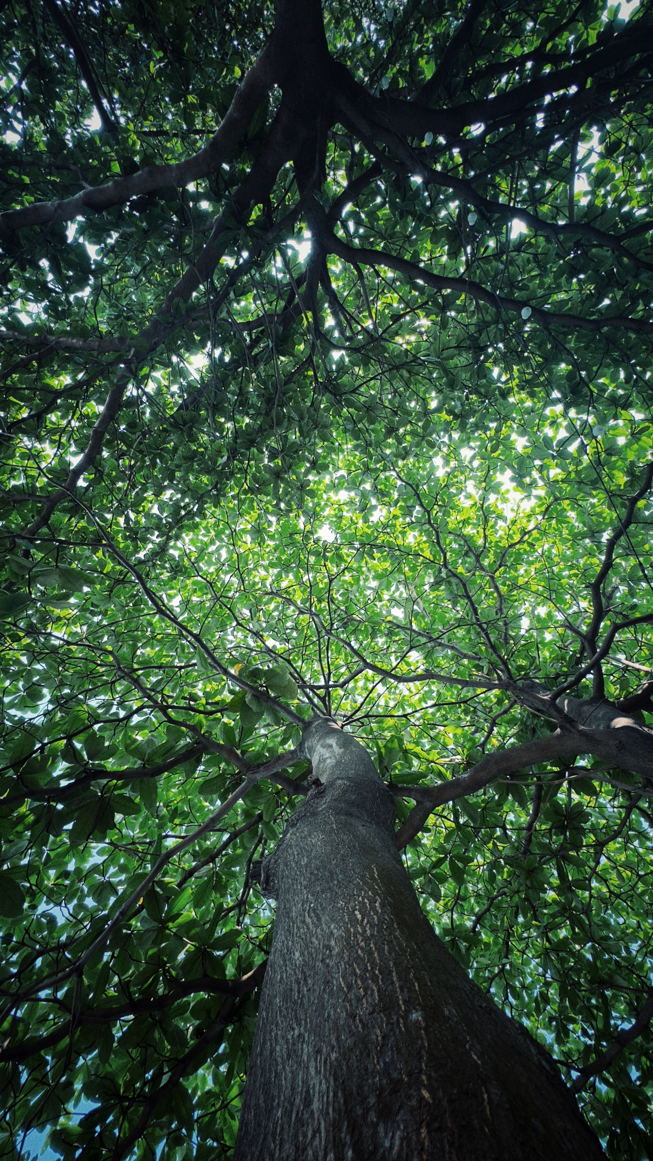 Upward View of Lush Green Tree Canopy · Free Stock Photo