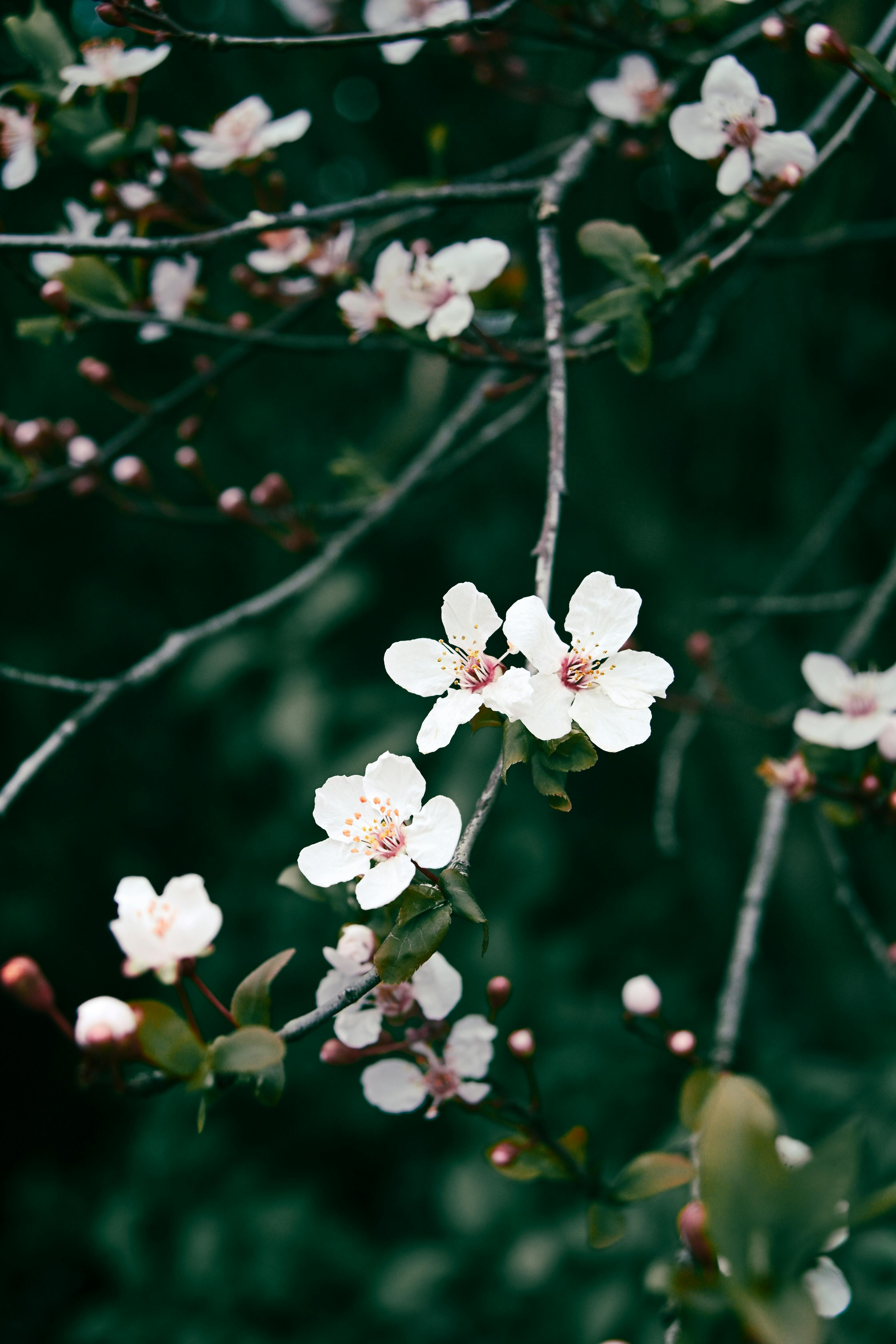 Cherry Photos, Download The BEST Free Cherry Stock Photos & HD Images