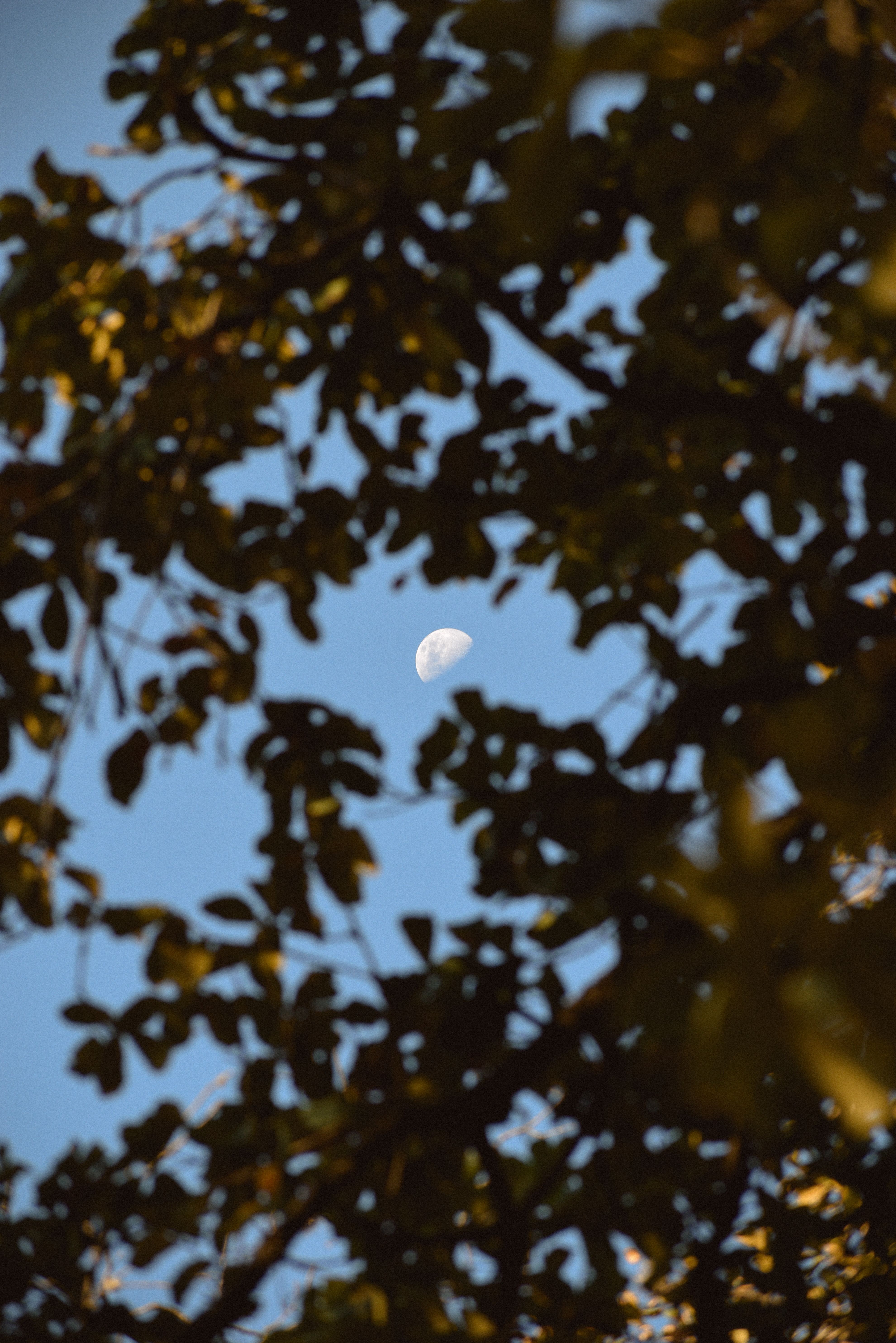 Crescent Moon Framed by Tree Branches in Evening Sky · Free Stock Photo