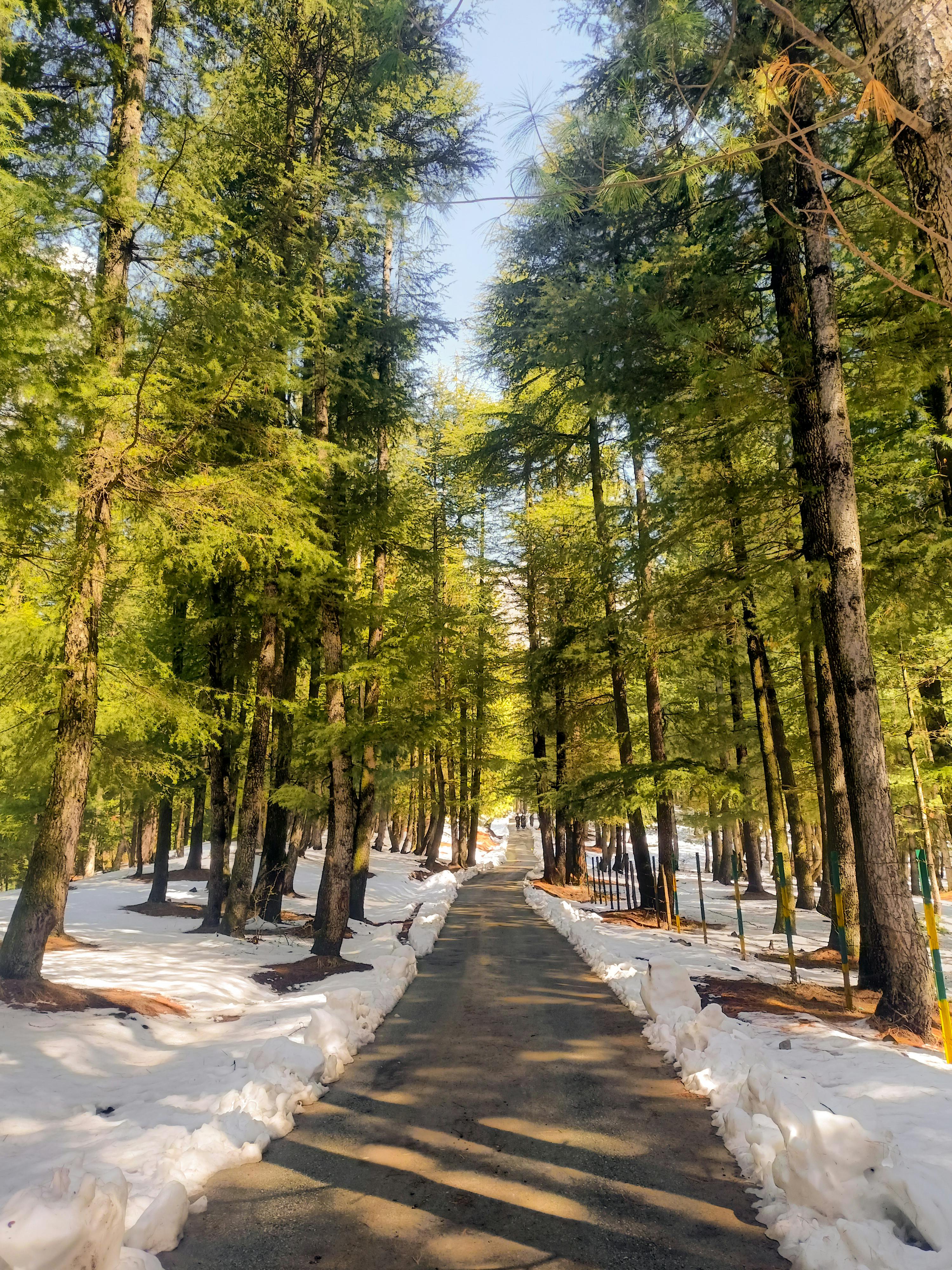 Tree Line Photos, Download The BEST Free Tree Line Stock Photos & HD Images