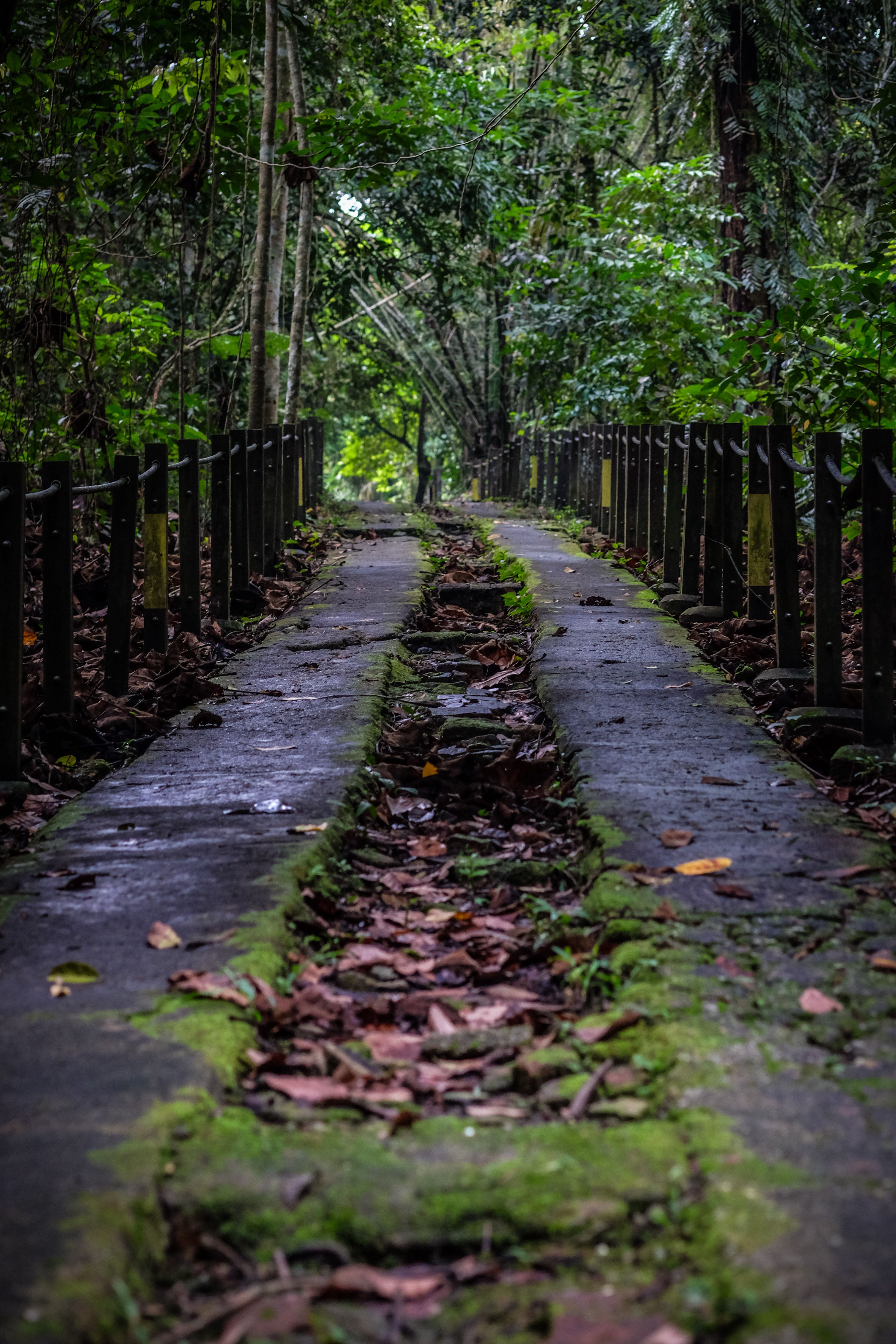 Mossy Pathway Through Lush Forest in Daylight · Free Stock Photo