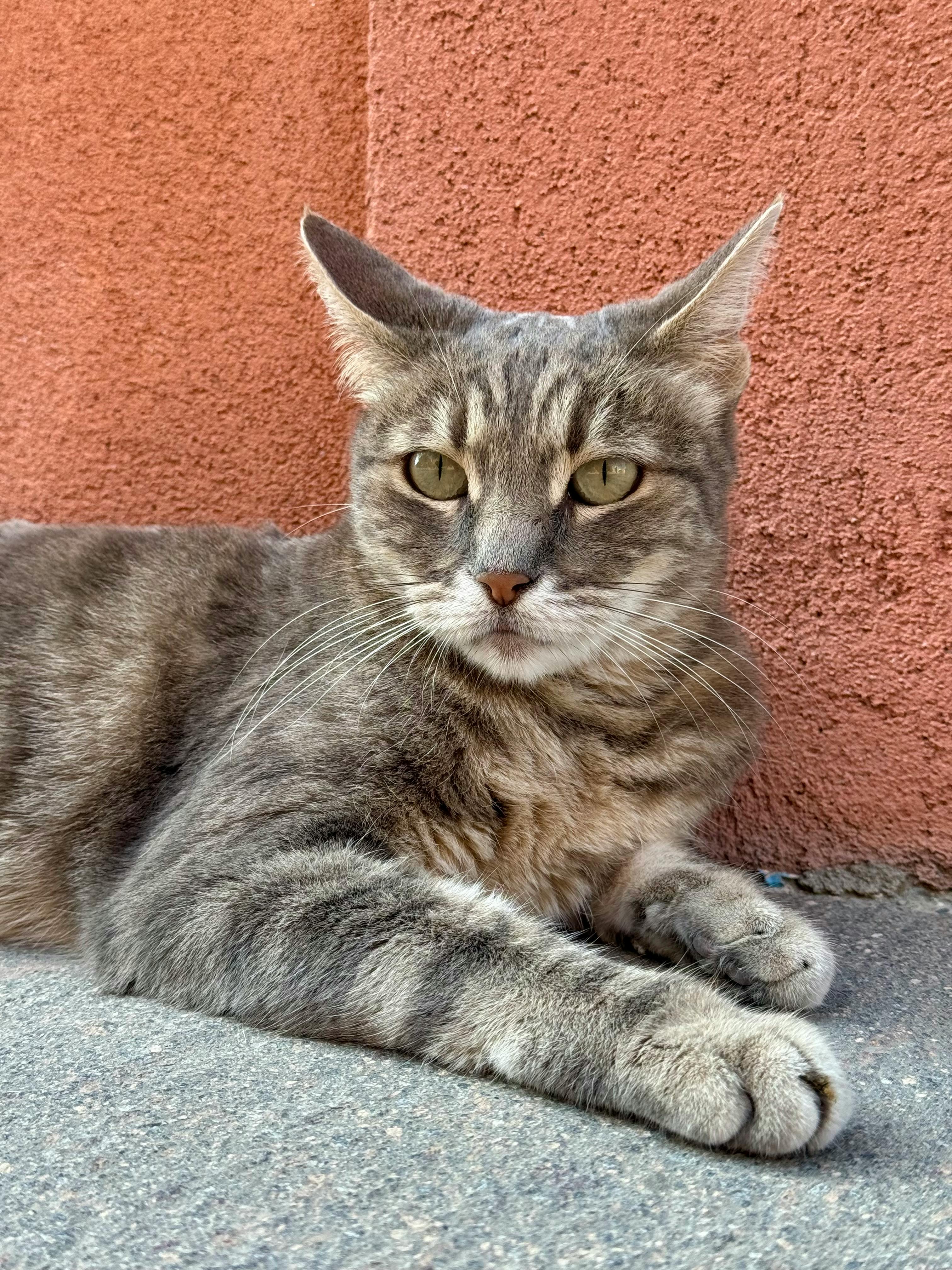 Tan Cuong Photos, Download The BEST Free Tan Cuong Stock Photos & HD Images