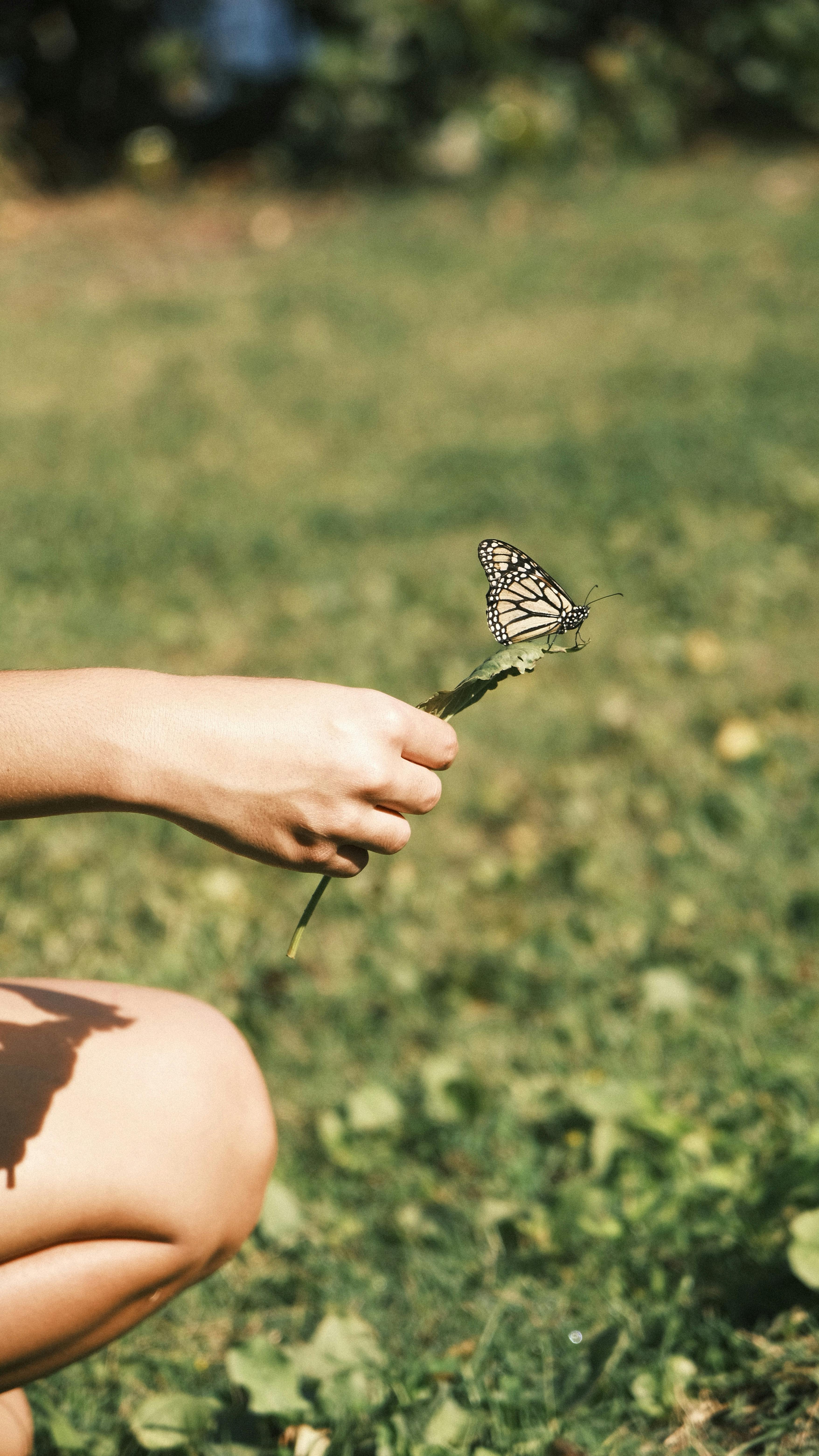 Person Holding Monarch Butterfly Outdoors · Free Stock Photo
