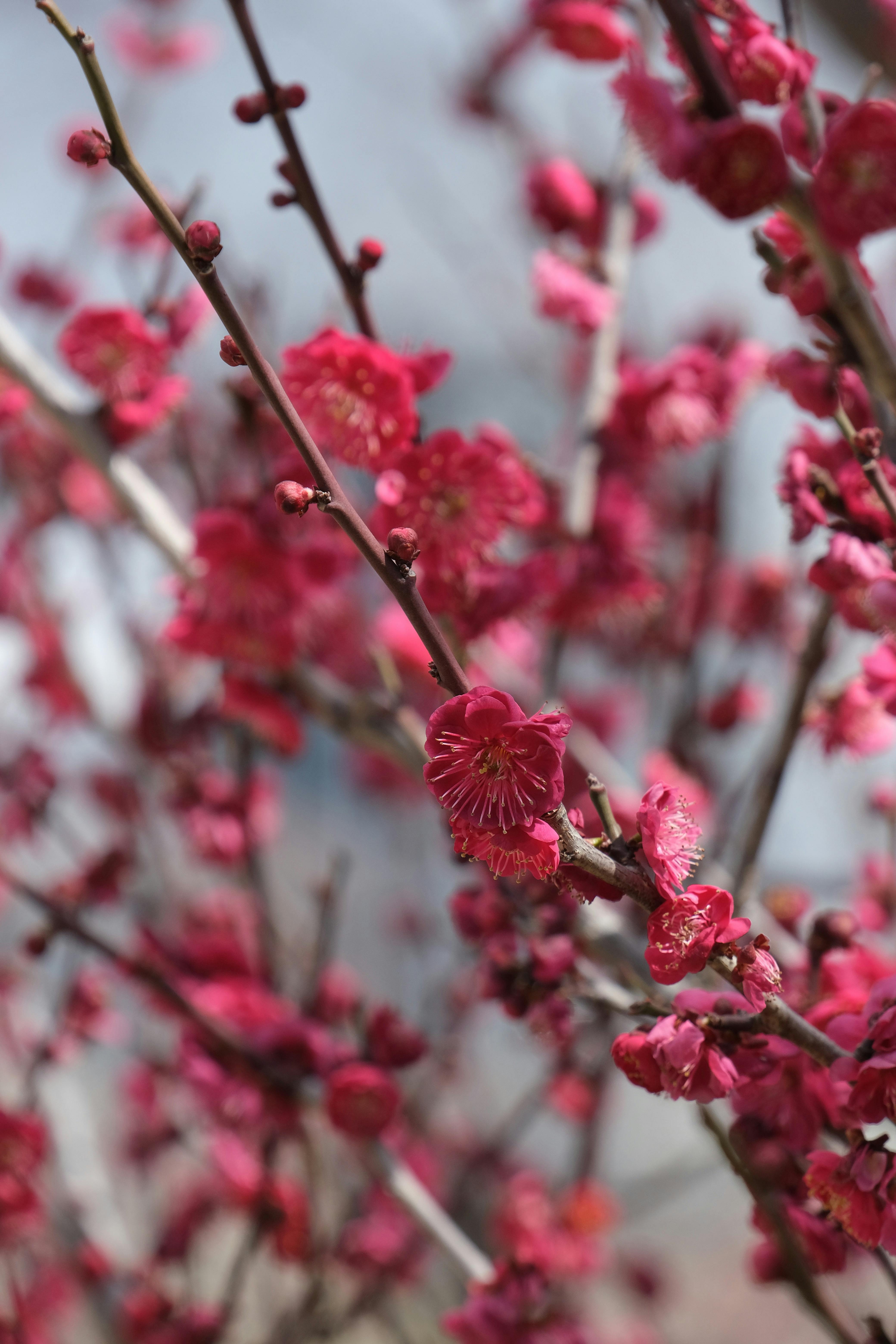 Mume Flower Photos, Download The BEST Free Mume Flower Stock Photos ...