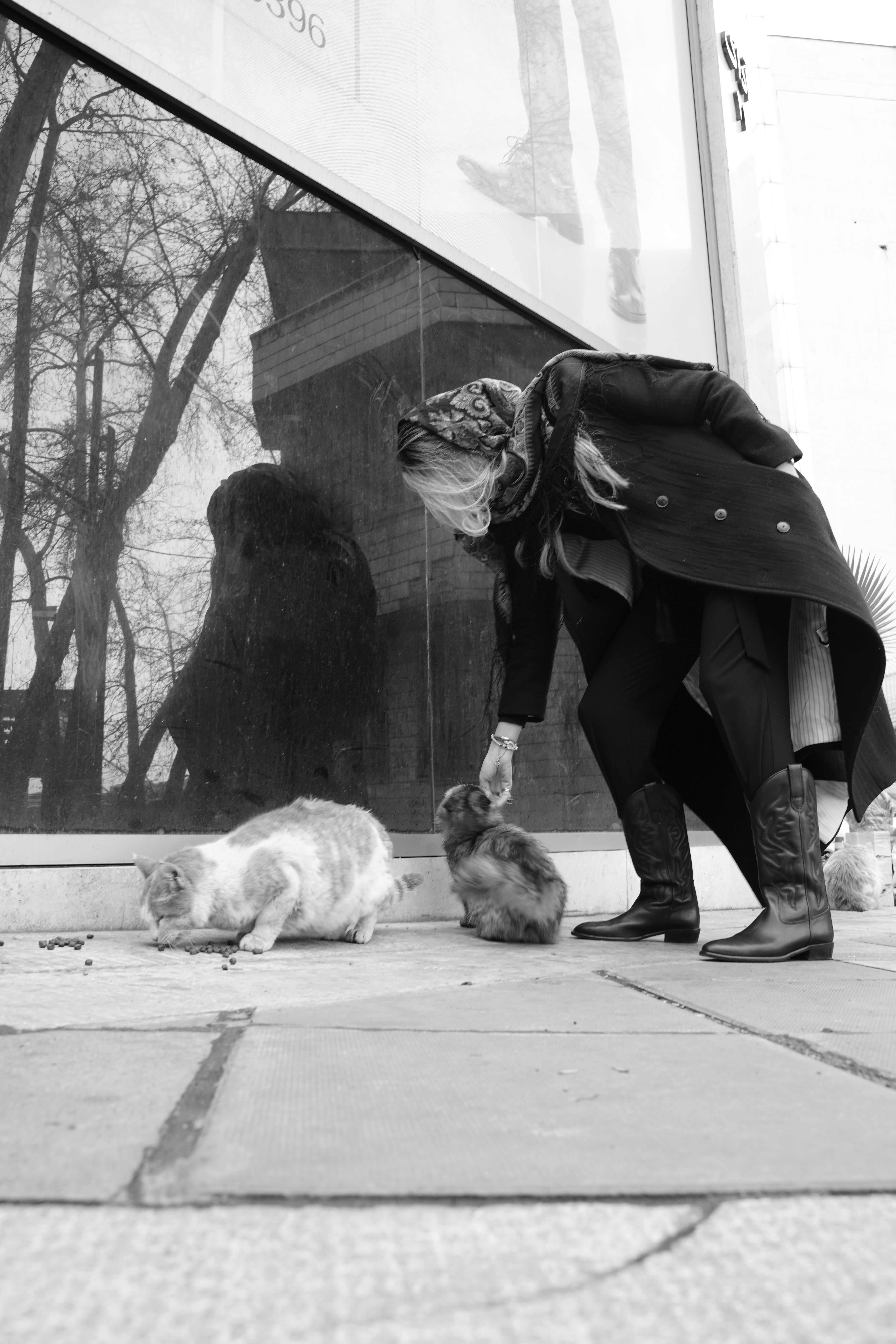 Woman Feeding Cats on Urban Street in Tehran · Free Stock Photo