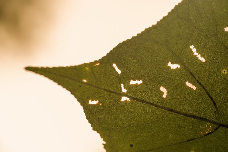 Cassava Leaf Photos, Download The BEST Free Cassava Leaf Stock Photos ...