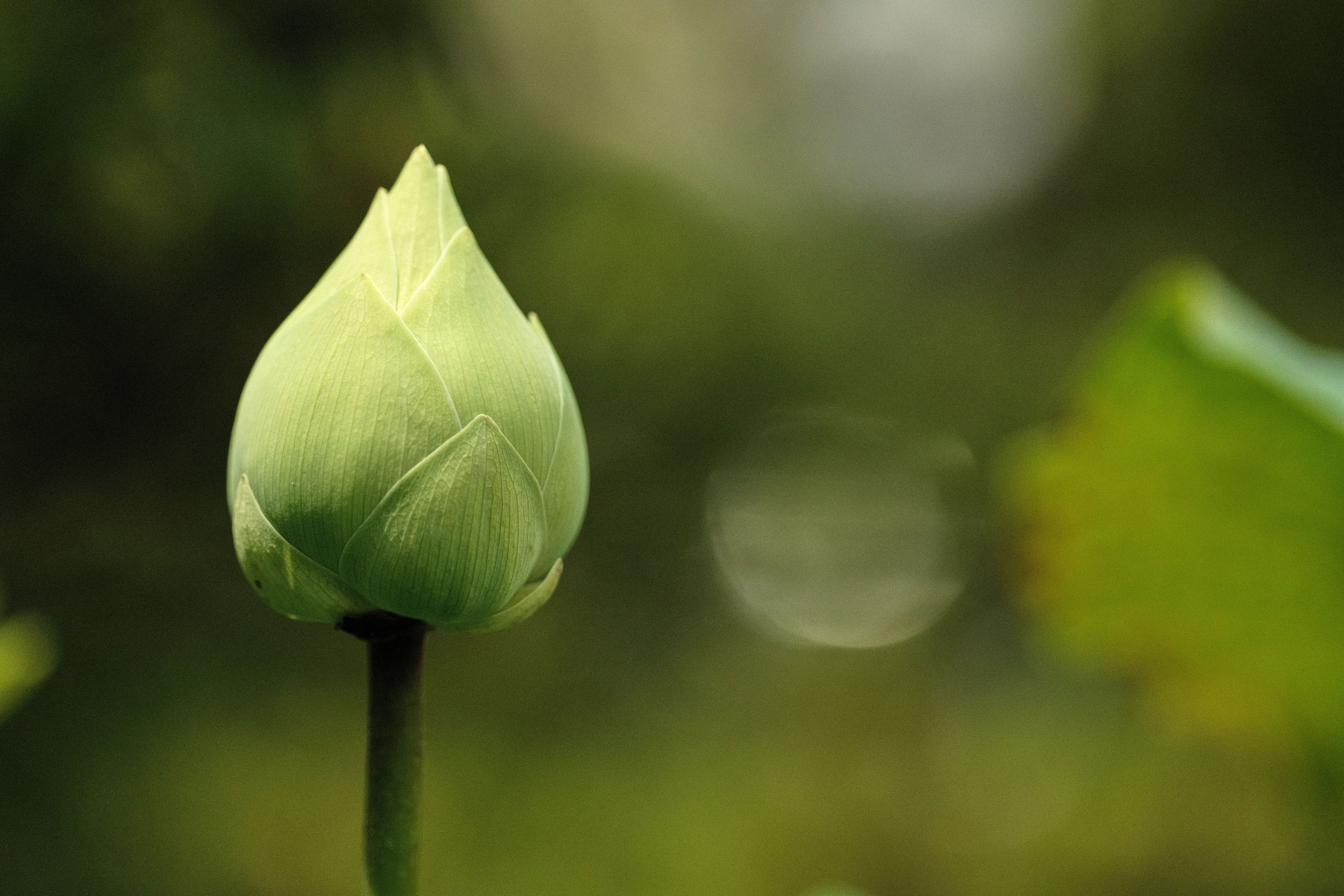Zen Beni Photos, Download The BEST Free Zen Beni Stock Photos & HD Images