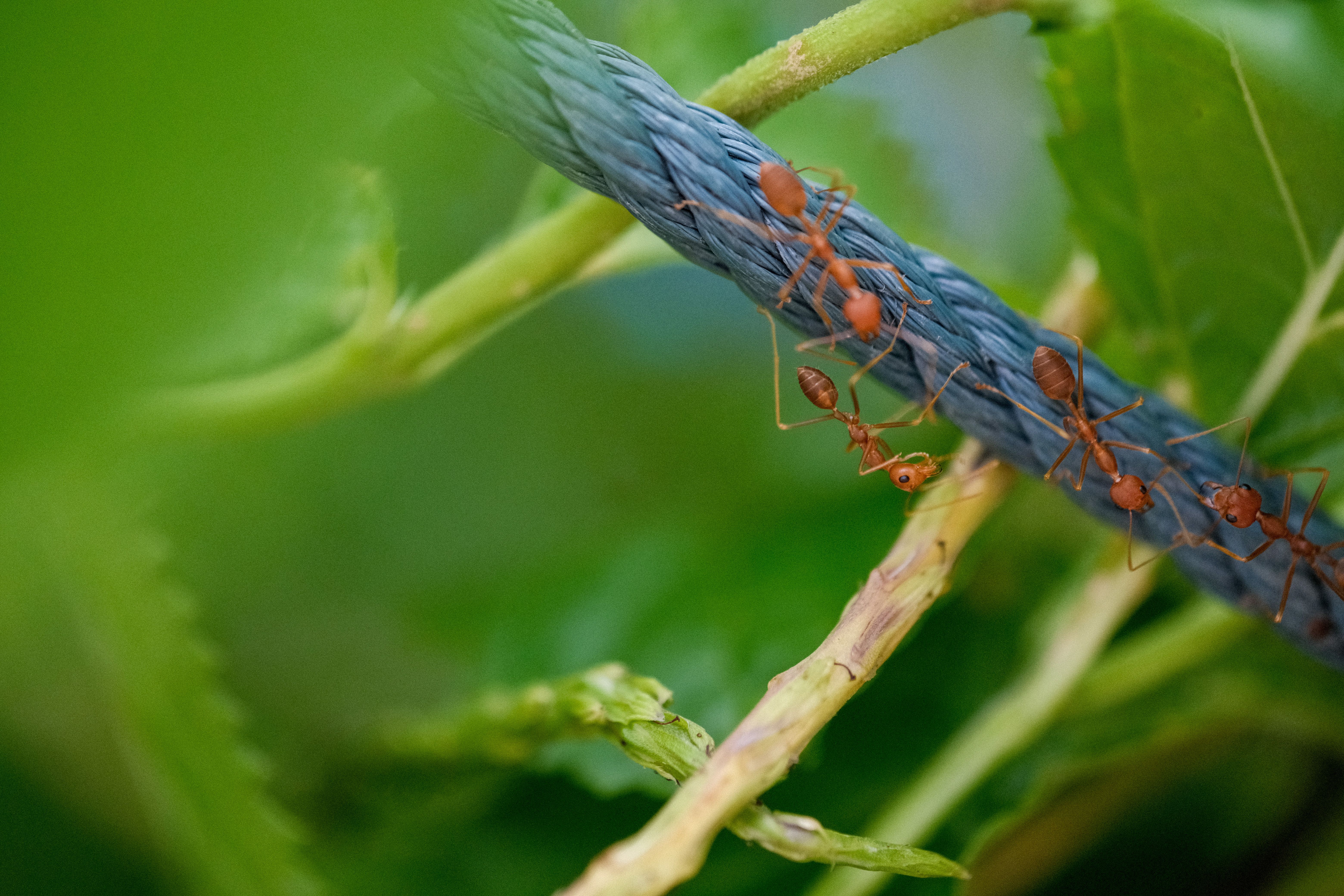 Macro Photo of Five Orange Ants · Free Stock Photo