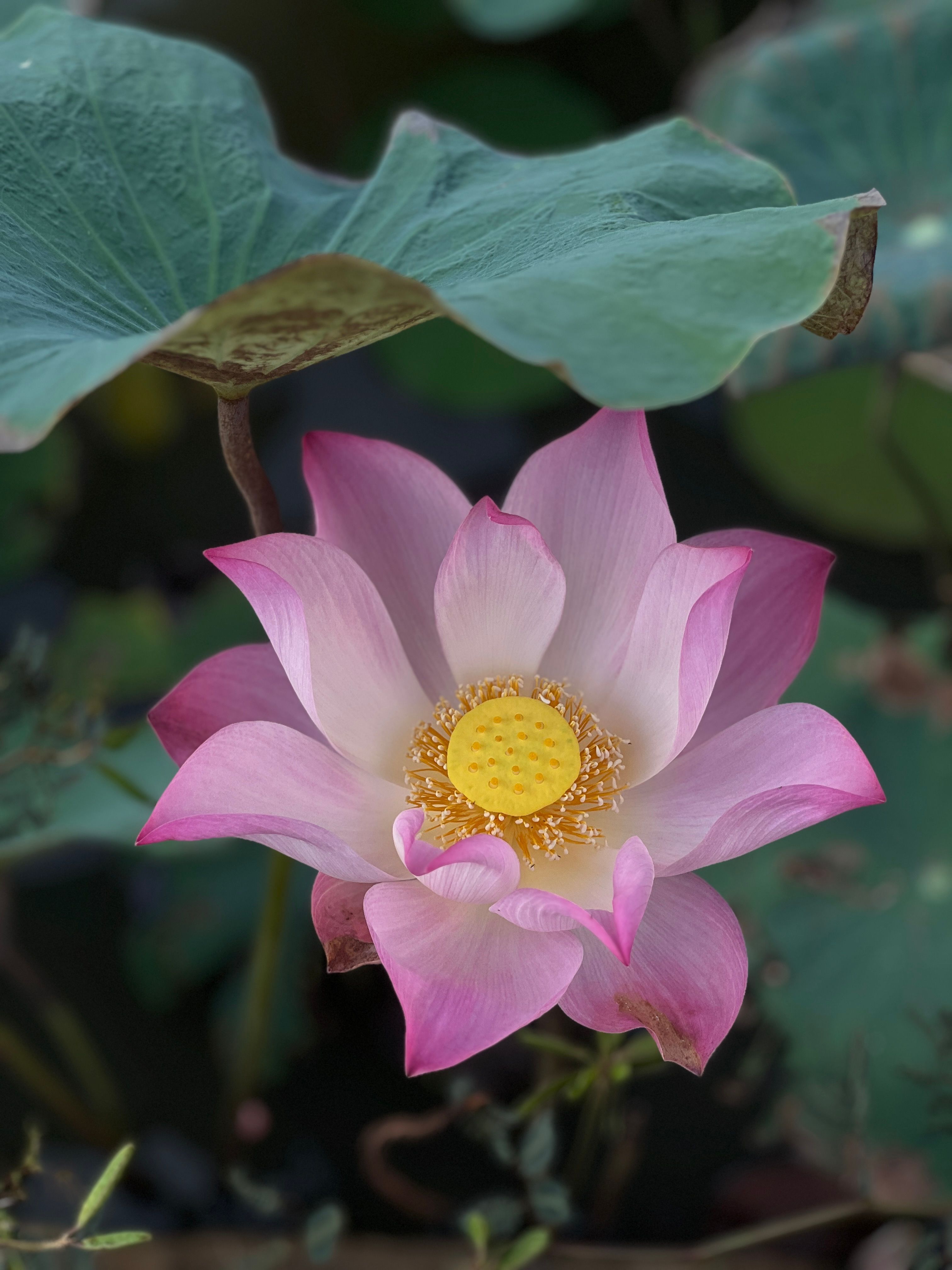 Betta Fish Lotus Flower Photos, Download The BEST Free Betta Fish Lotus ...